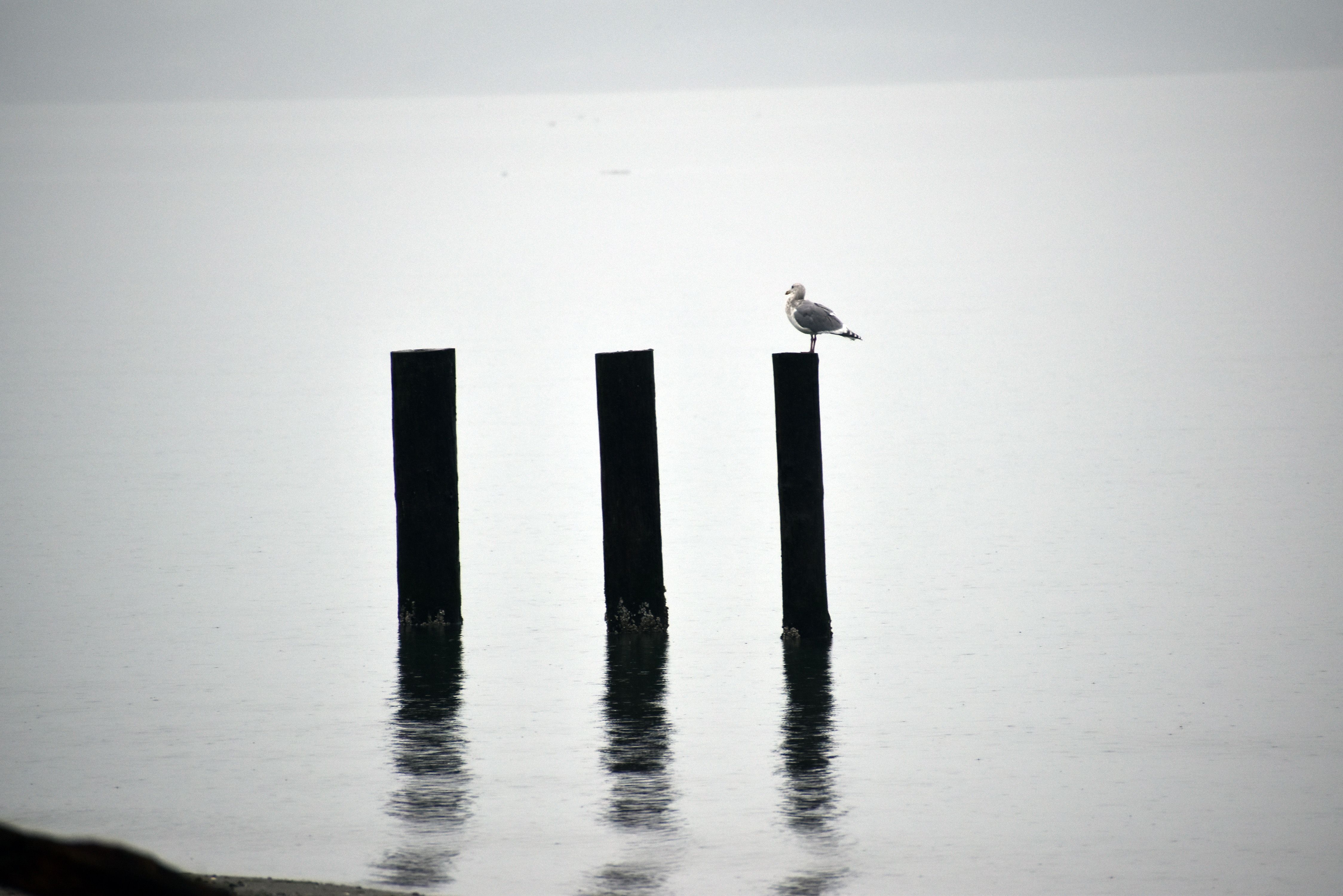 Photo of White Seagull Perched on Lamp Post · Free Stock Photo
