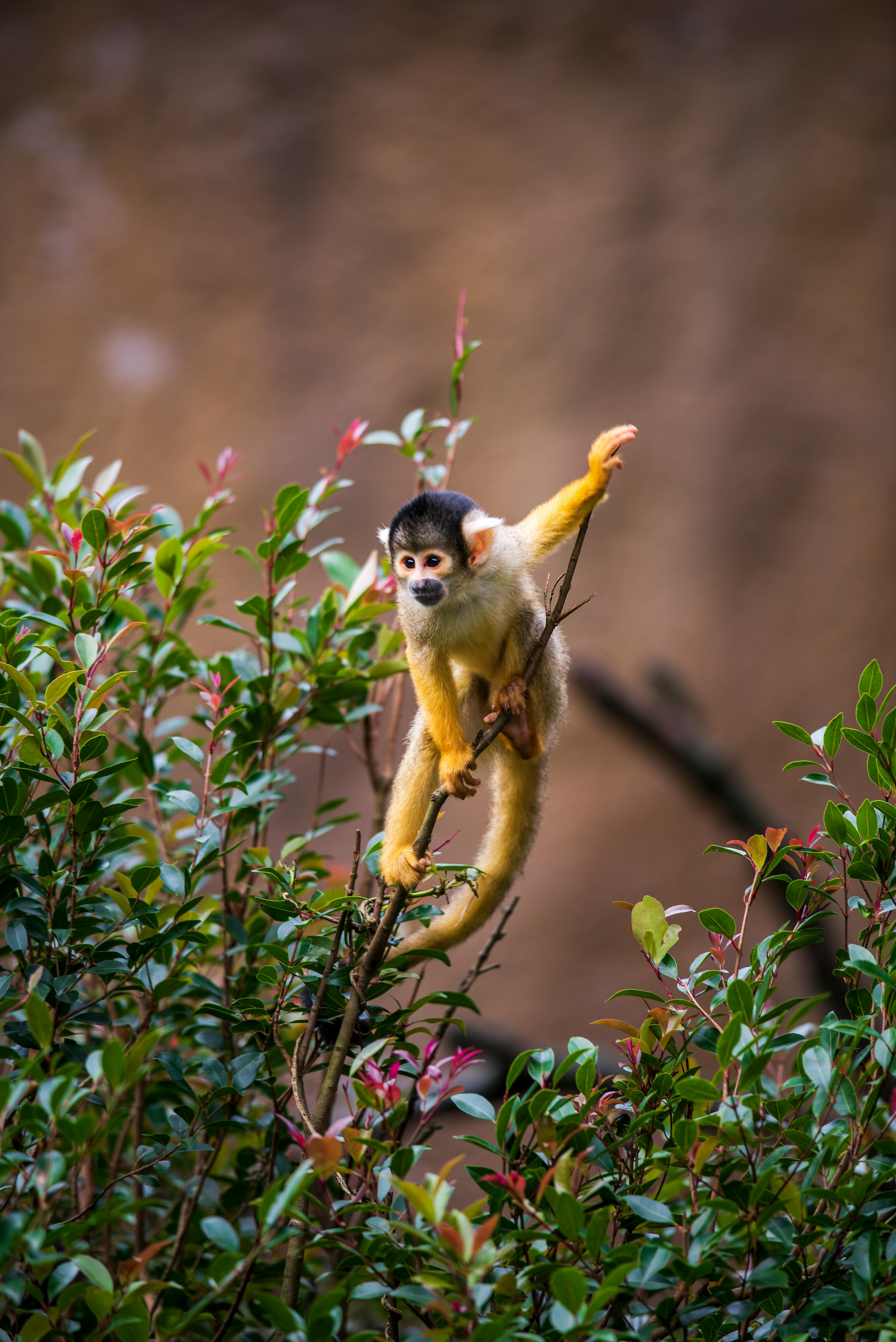Monkey on a Tree Branch · Free Stock Photo