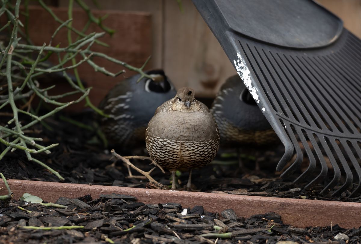 Quail Photos, Download The BEST Free Quail Stock Photos & HD Images