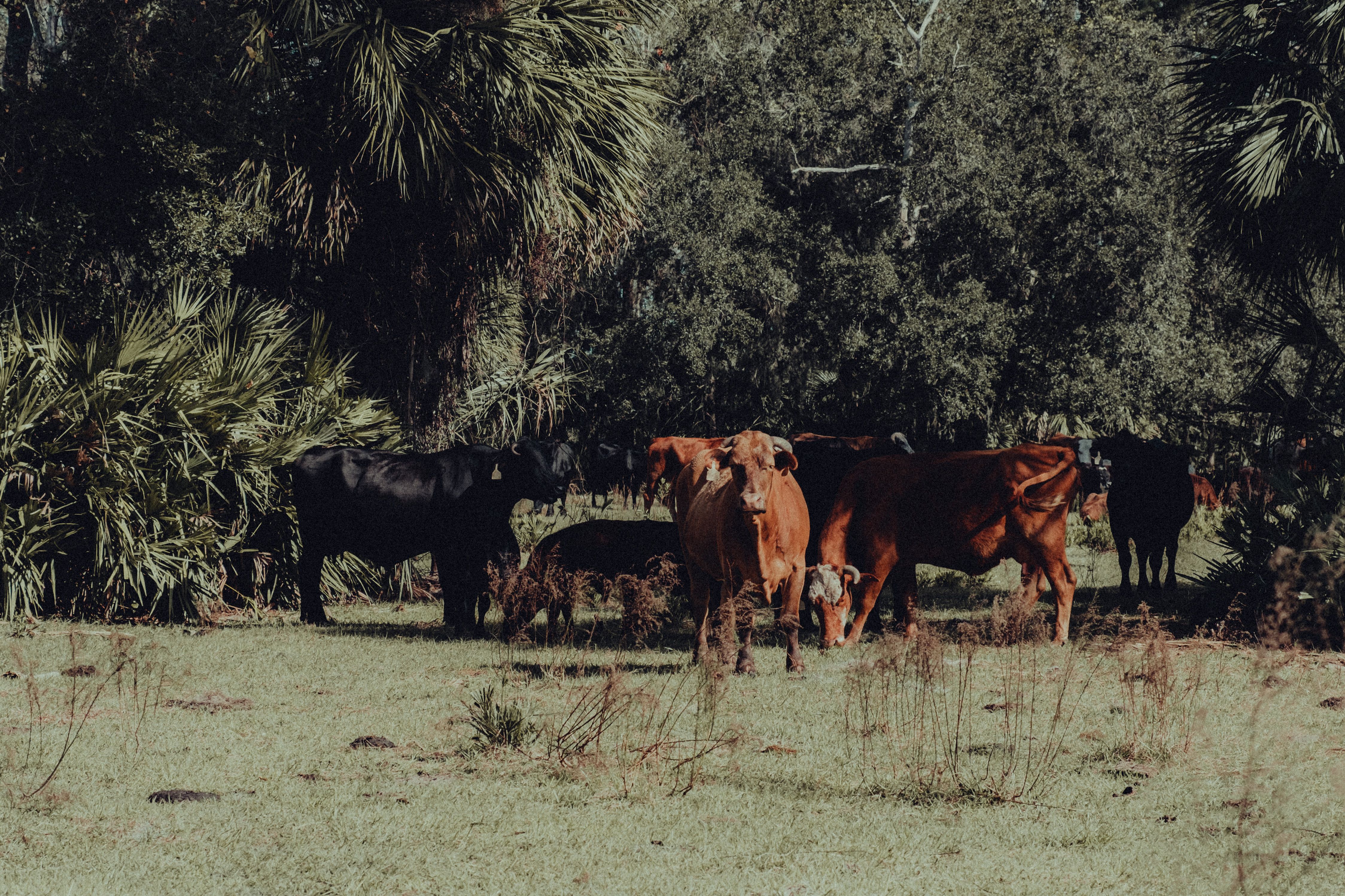 Cows on the Grassland with Trees · Free Stock Photo