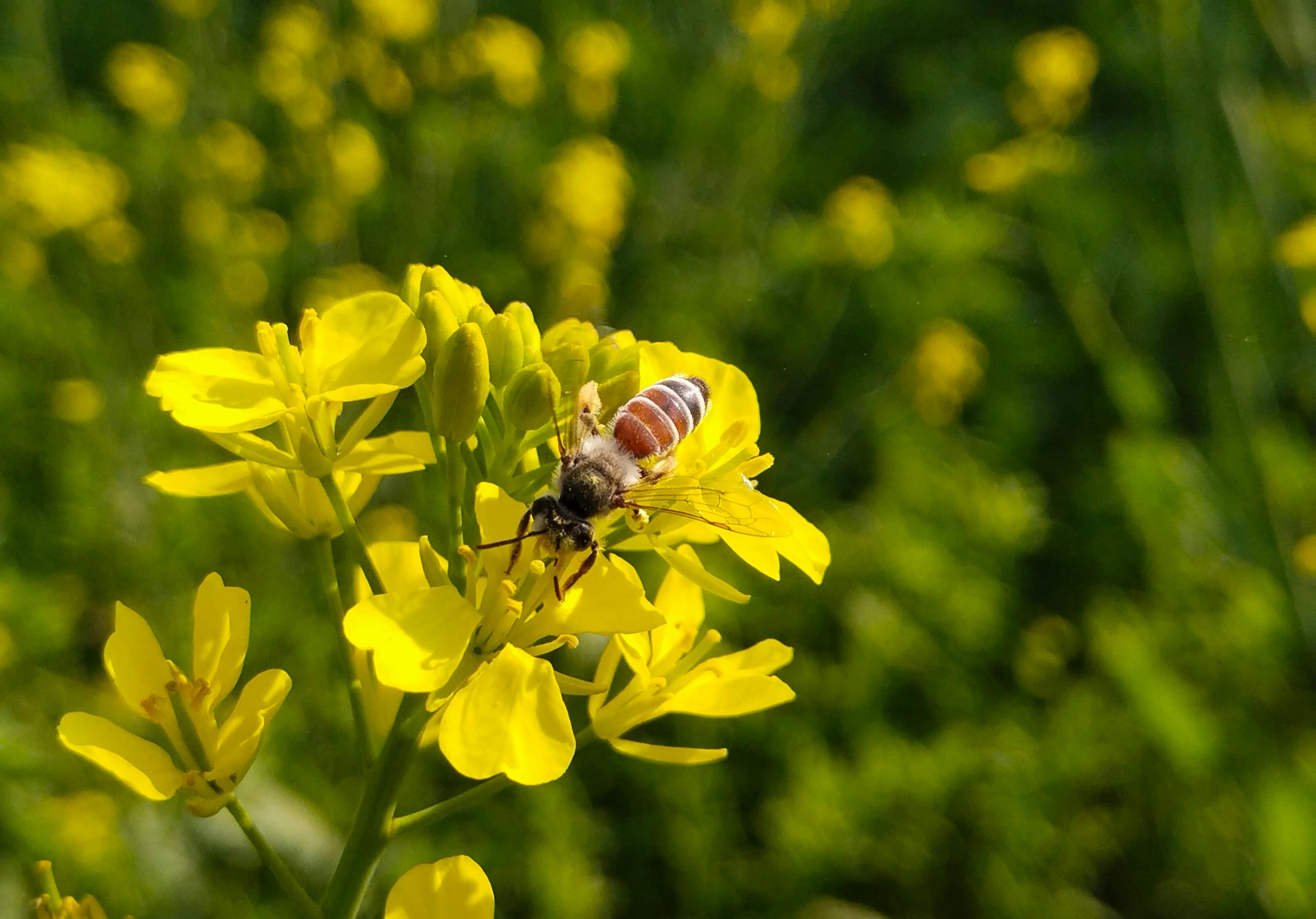 A Bee Perched on Rapeseed Flower · Free Stock Photo