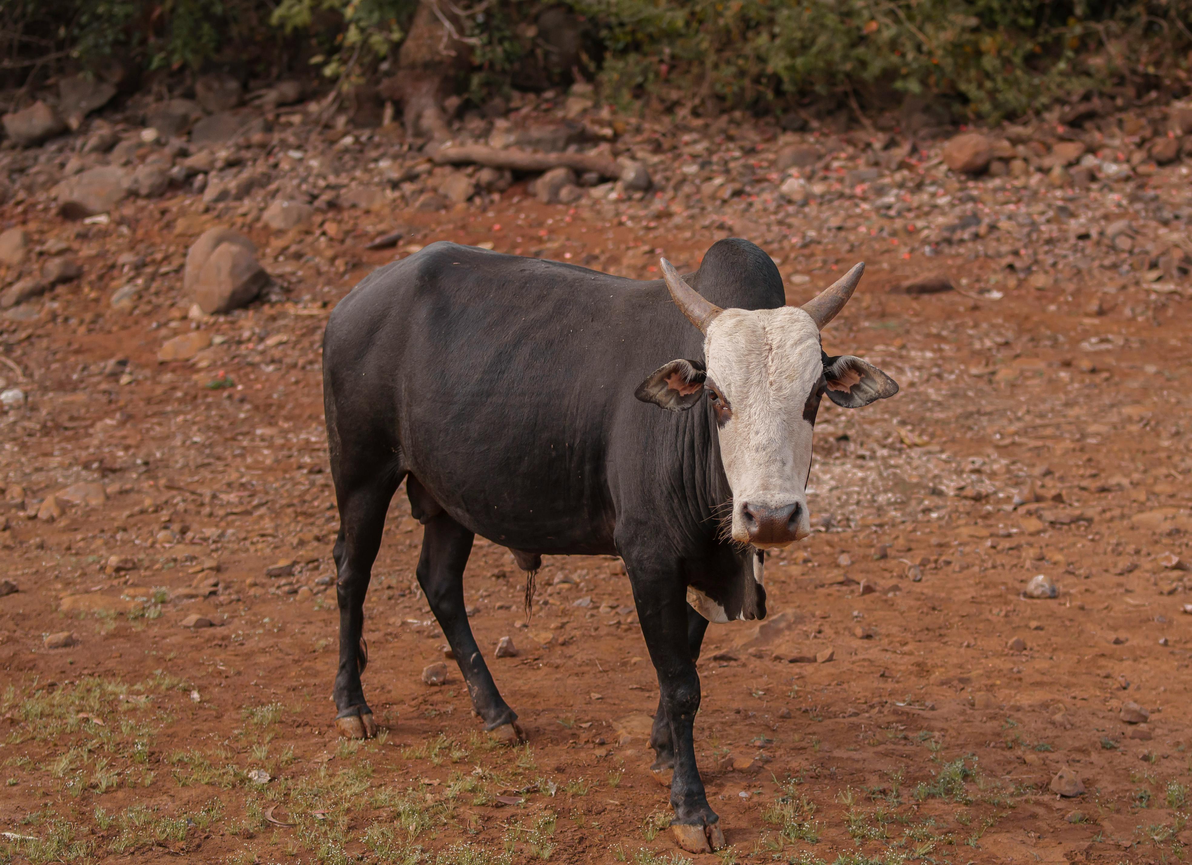 Brown And White Zebu Photos, Download The BEST Free Brown And White ...