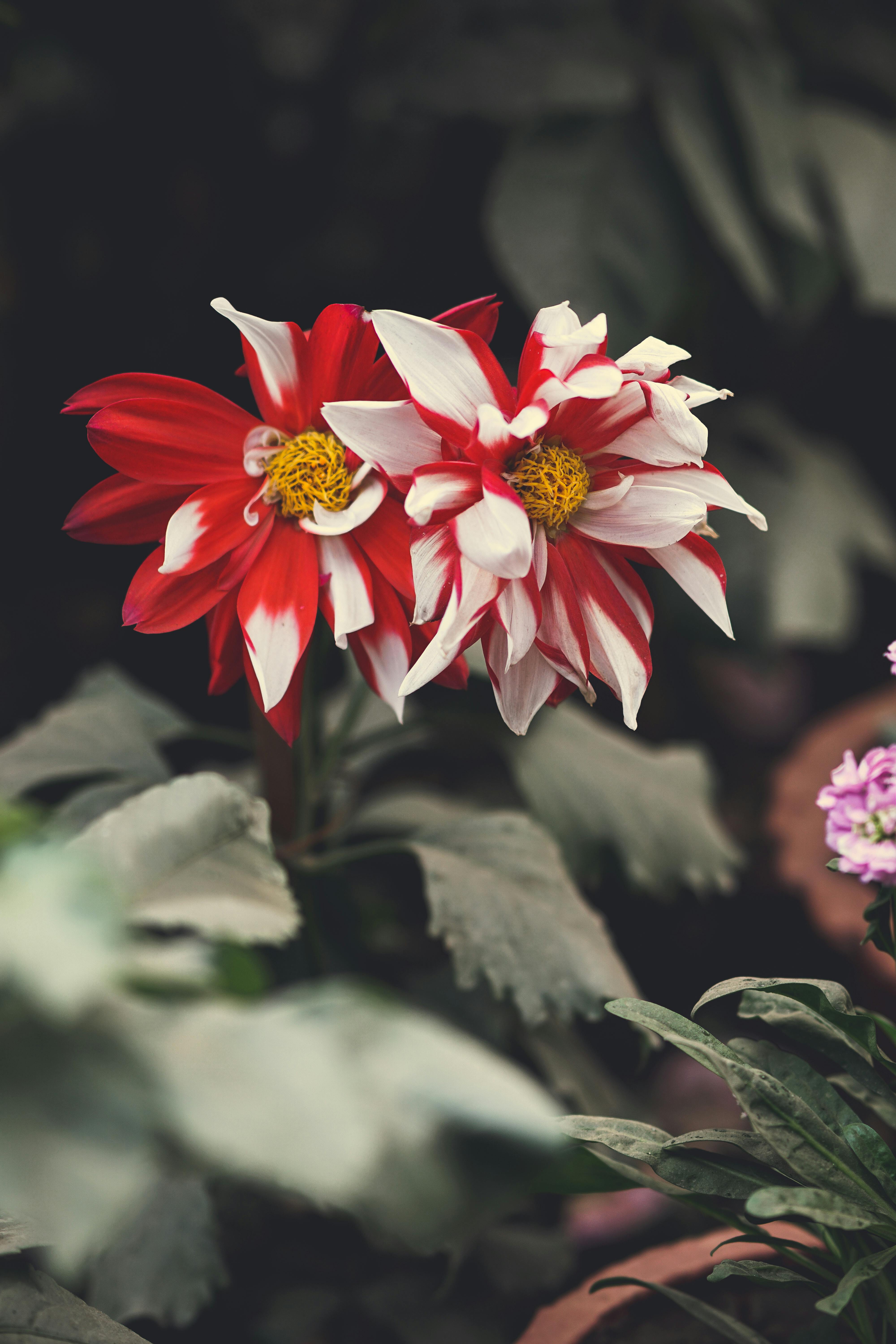Photo of Red and White Petaled Flowers · Free Stock Photo