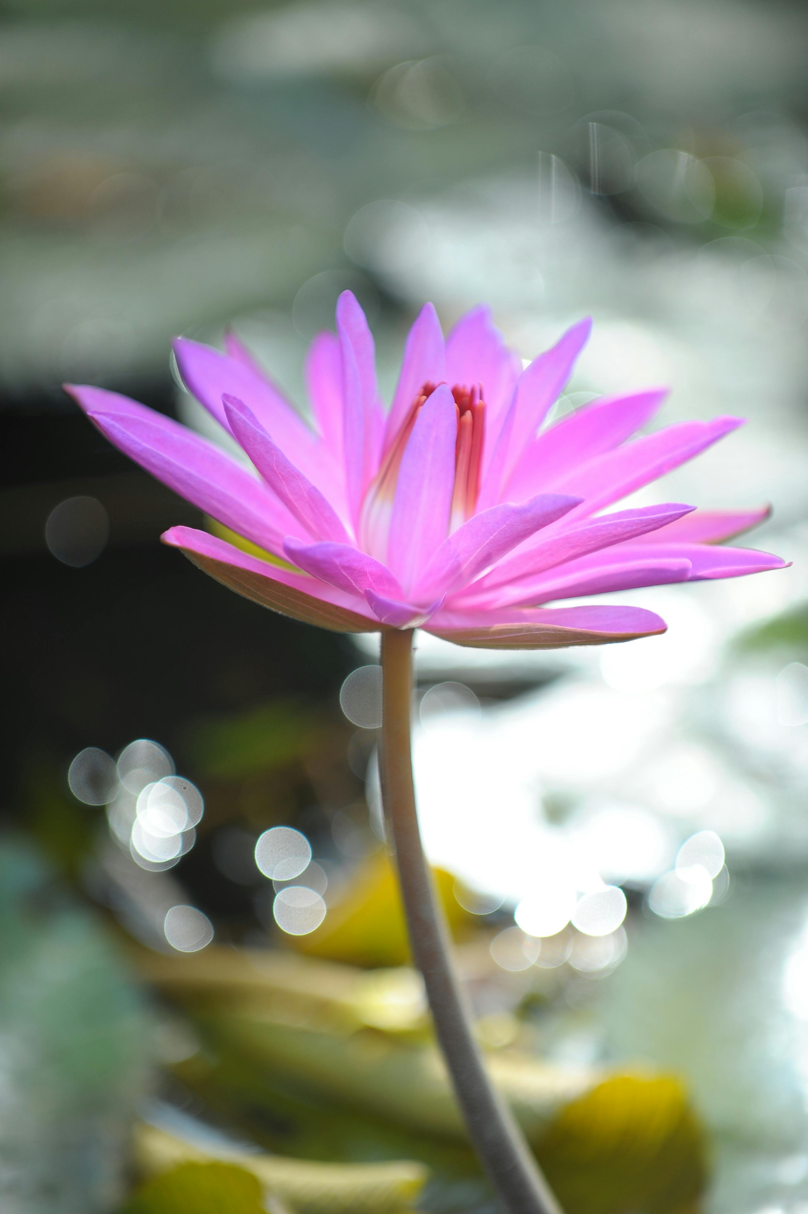 Pygmy Waterlily Flower · Free Stock Photo