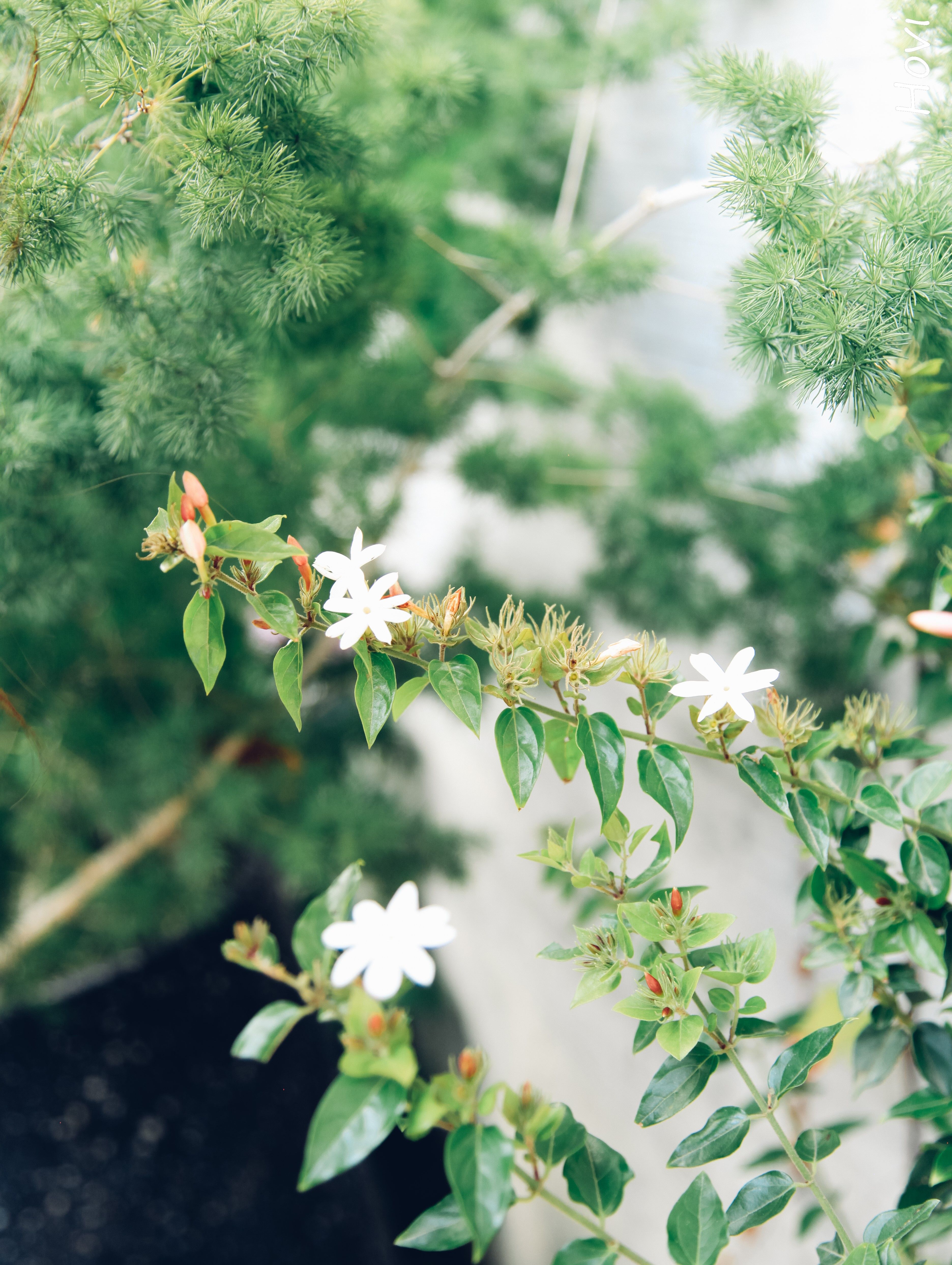A White Flower in Bloom · Free Stock Photo