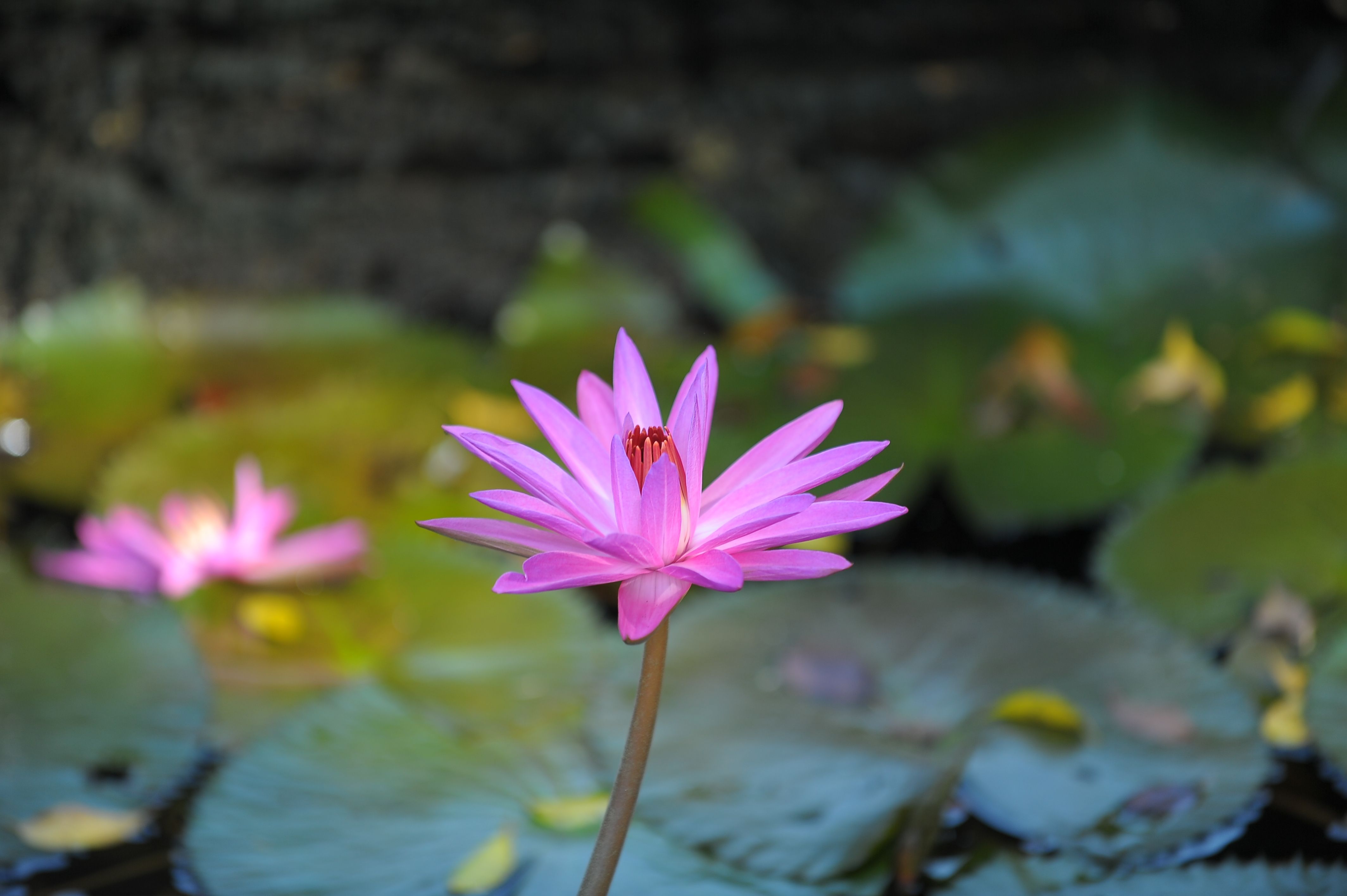Pink Lotus Flower Under a Leaf · Free Stock Photo