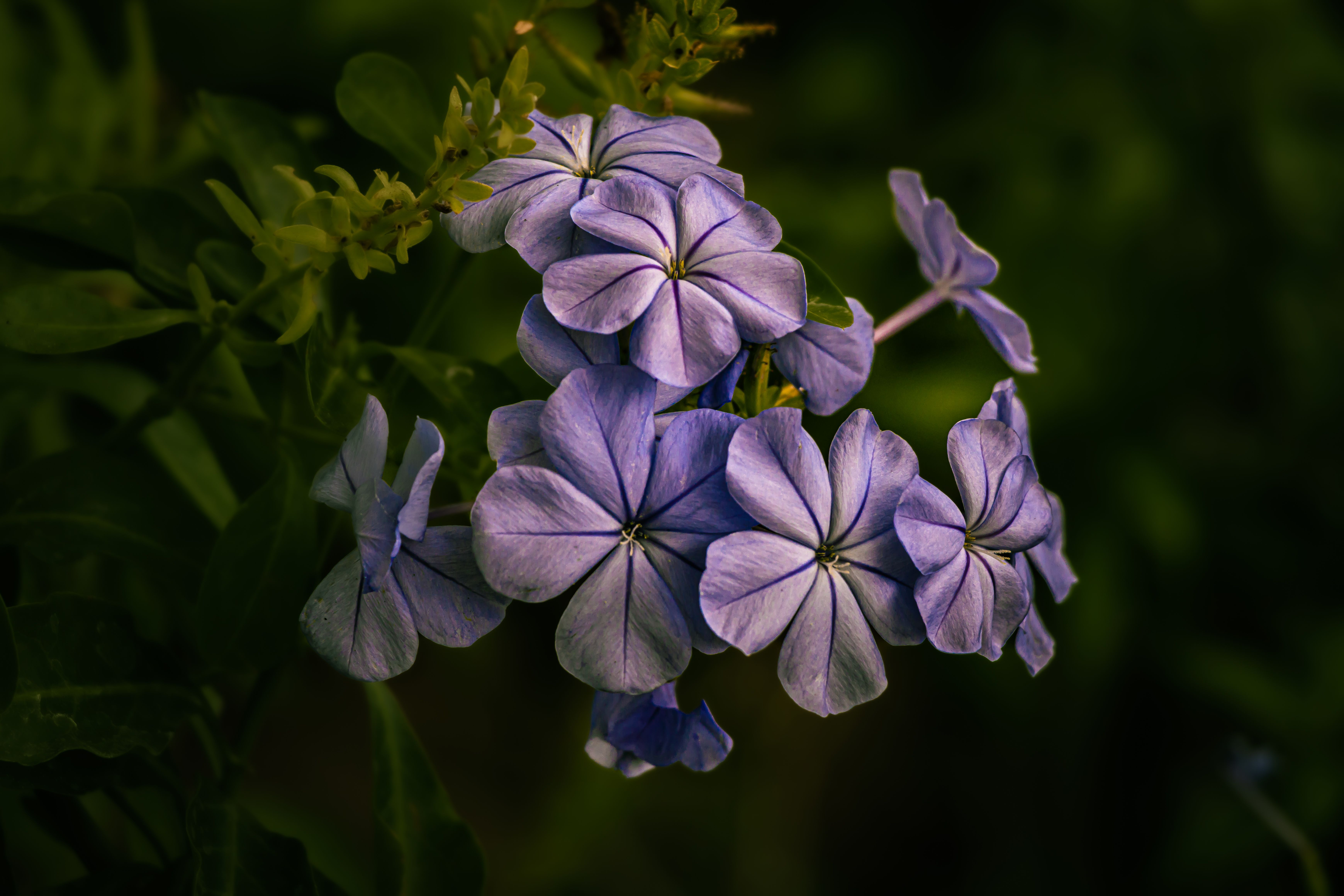 A Close-Up Shot of Plumbago Auriculata Flowers · Free Stock Photo