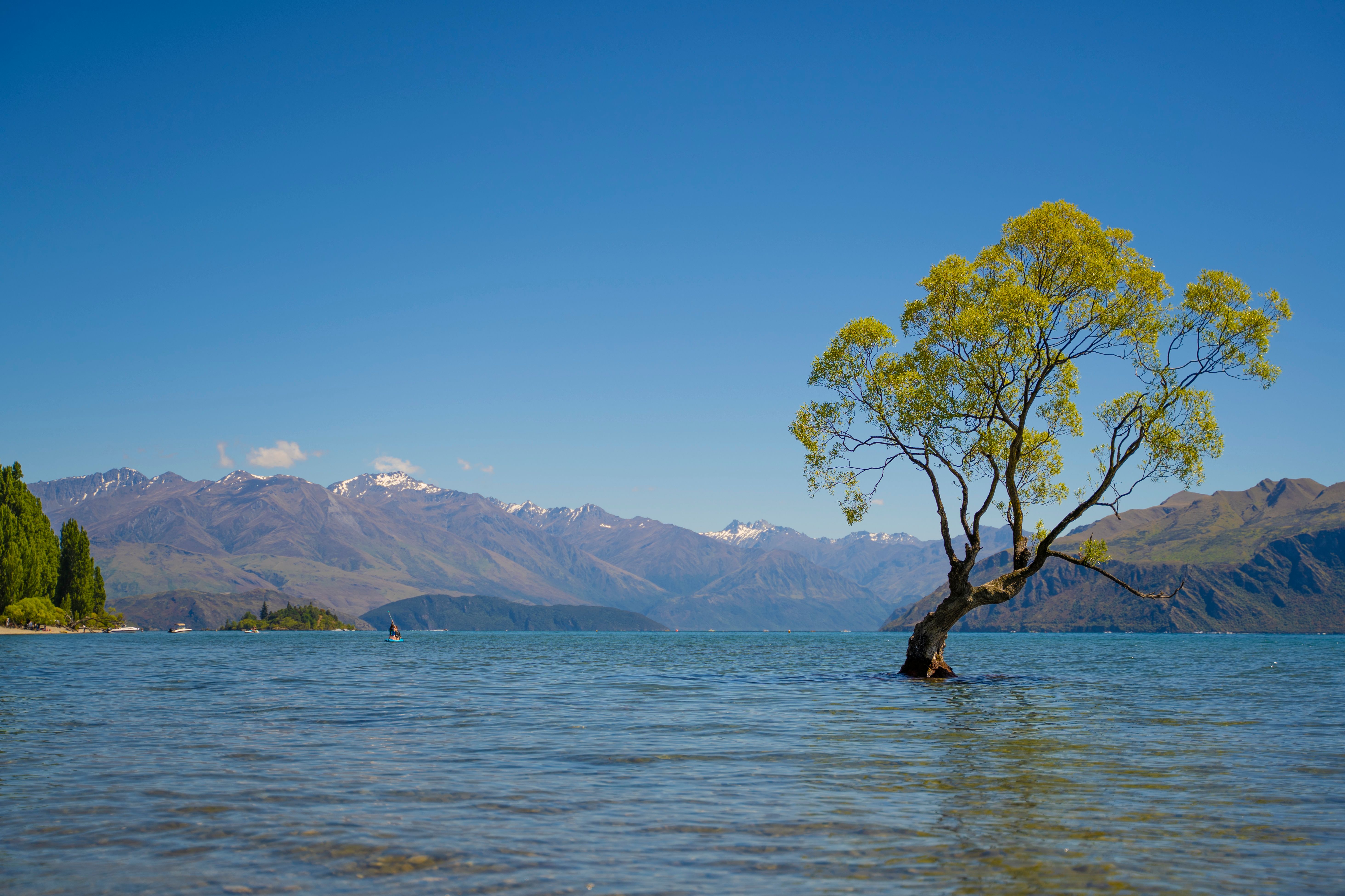 Tree in the Middle of Body of Water · Free Stock Photo