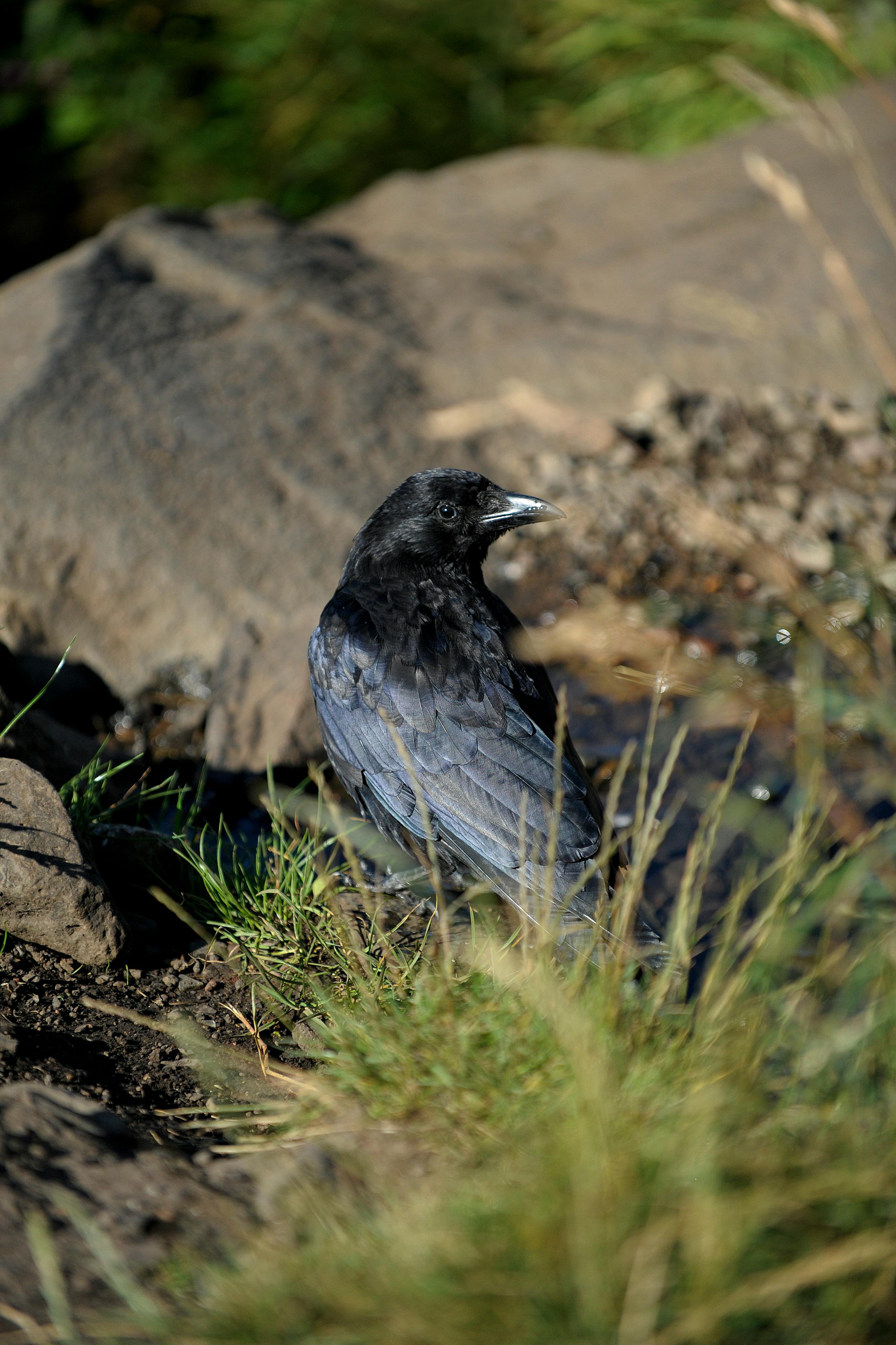 Raven on Rocks · Free Stock Photo