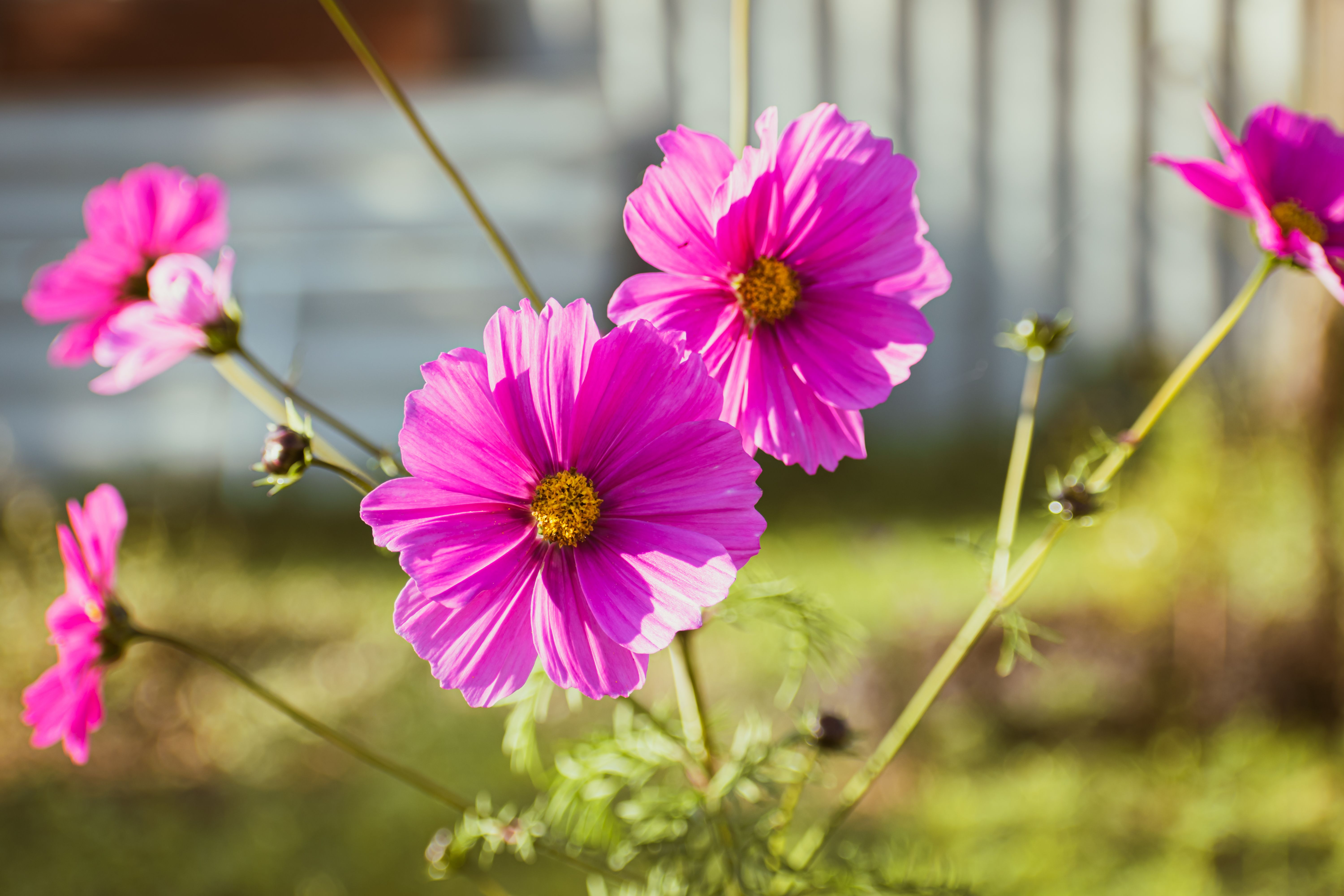 Decorative Delicate Flower · Free Stock Photo