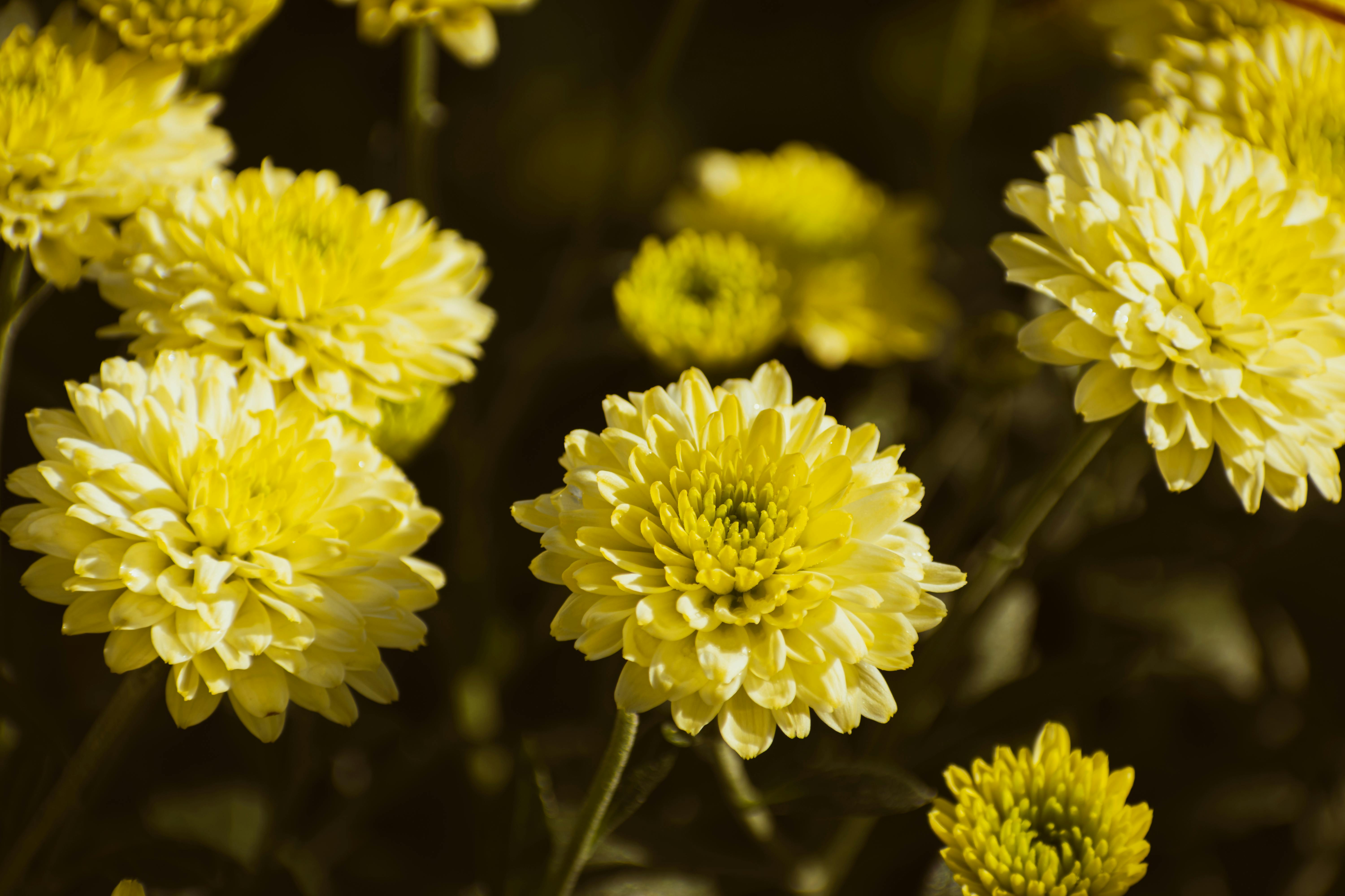 Blooming Yellow Chrysanthemums · Free Stock Photo