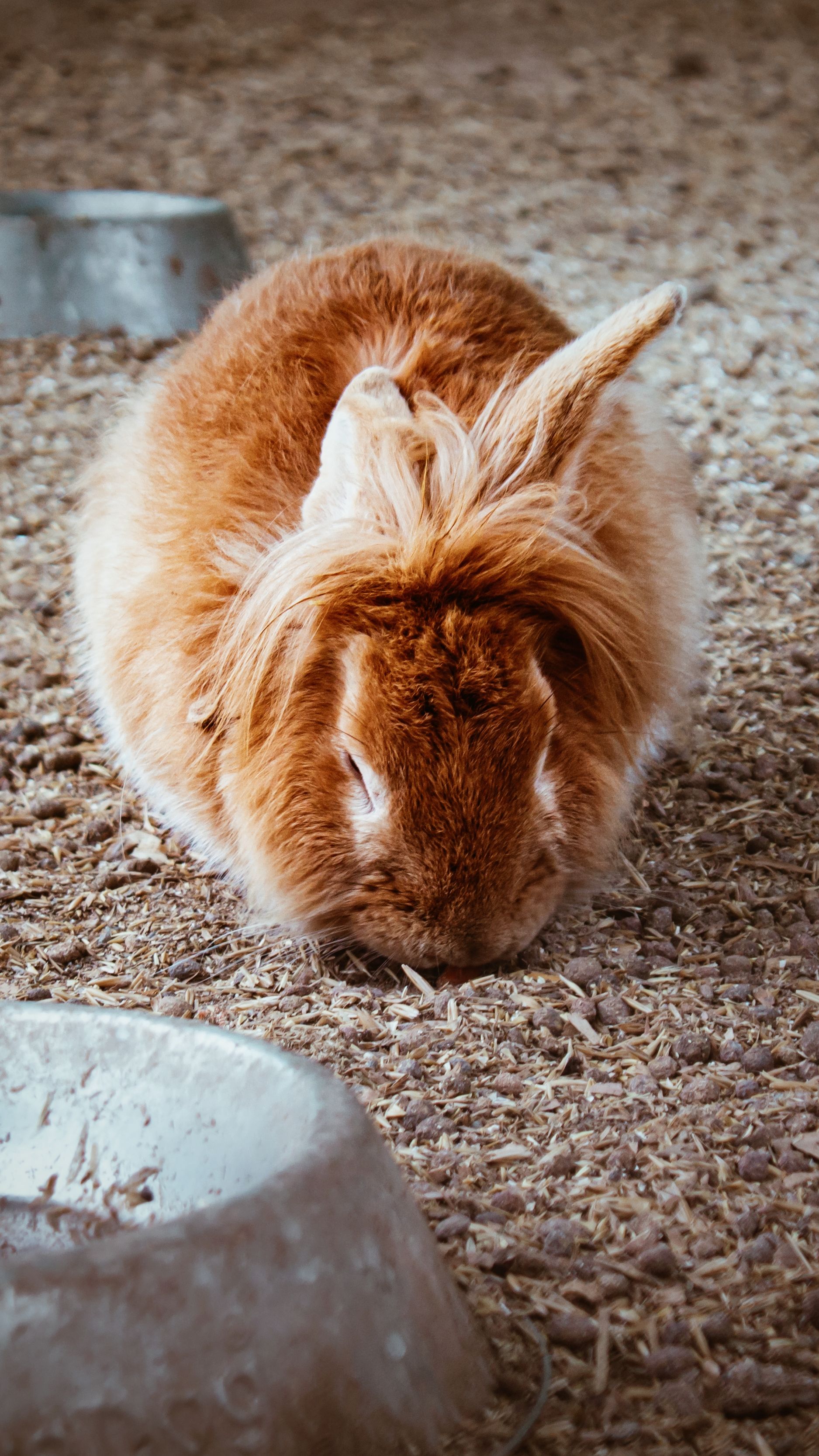 Fluffy Furry Rabbit · Free Stock Photo