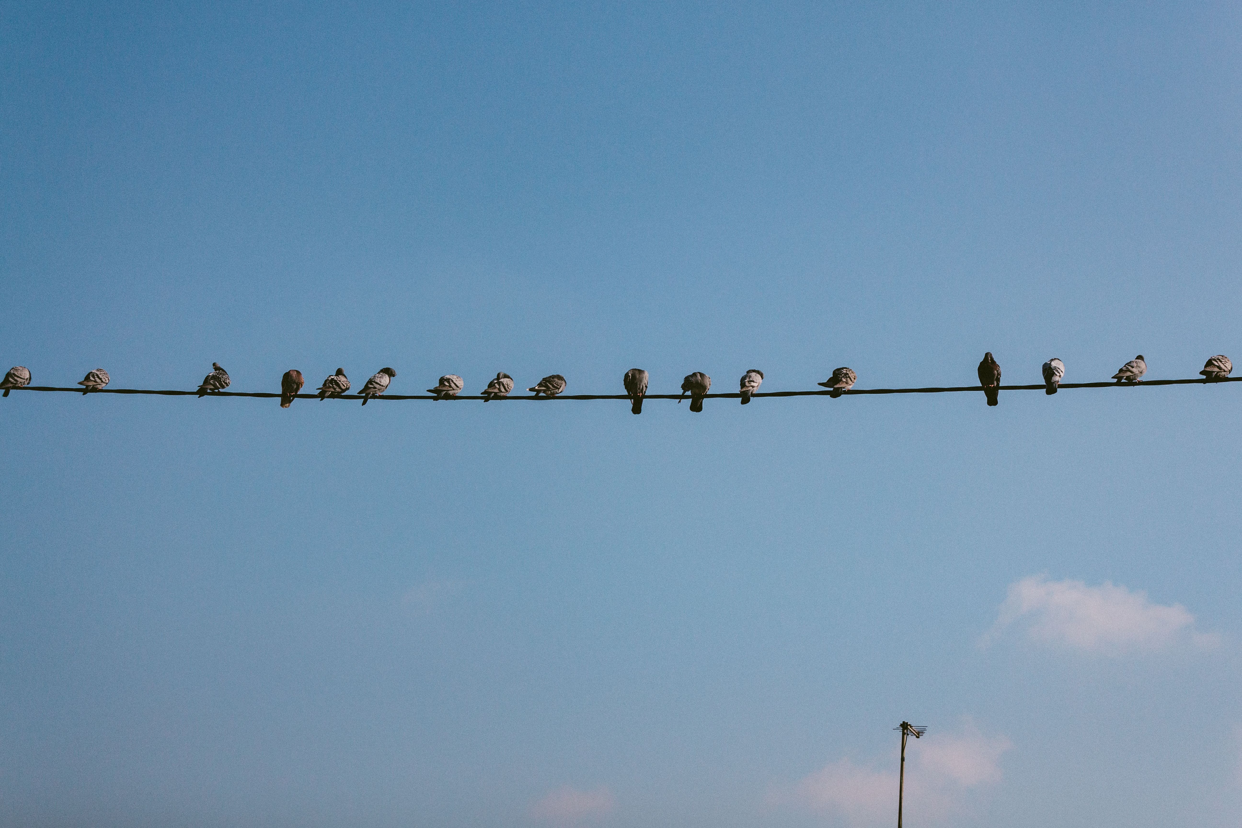 Birds Perched on a Wire · Free Stock Photo
