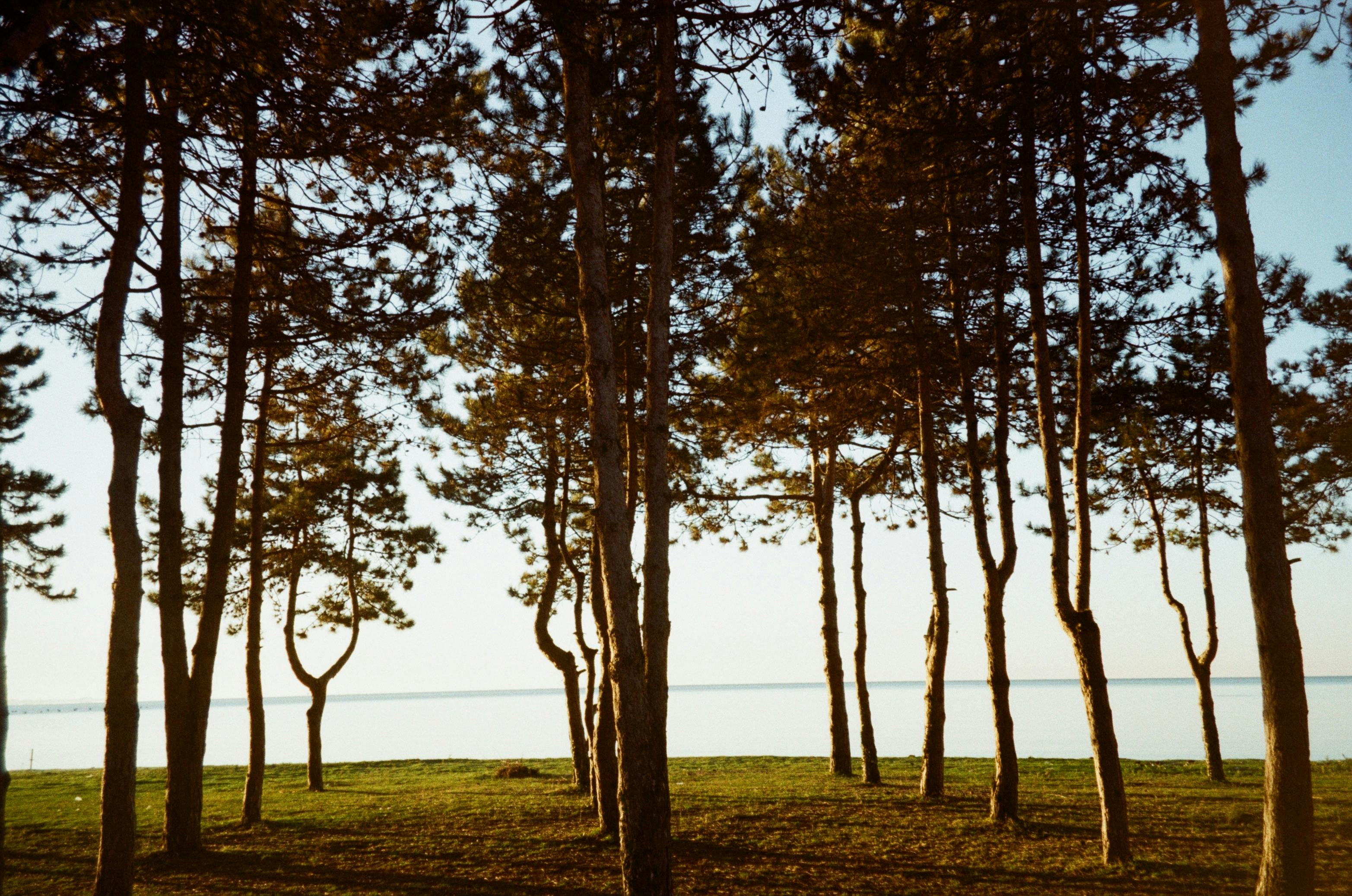 Trees on the Land near the Lake · Free Stock Photo