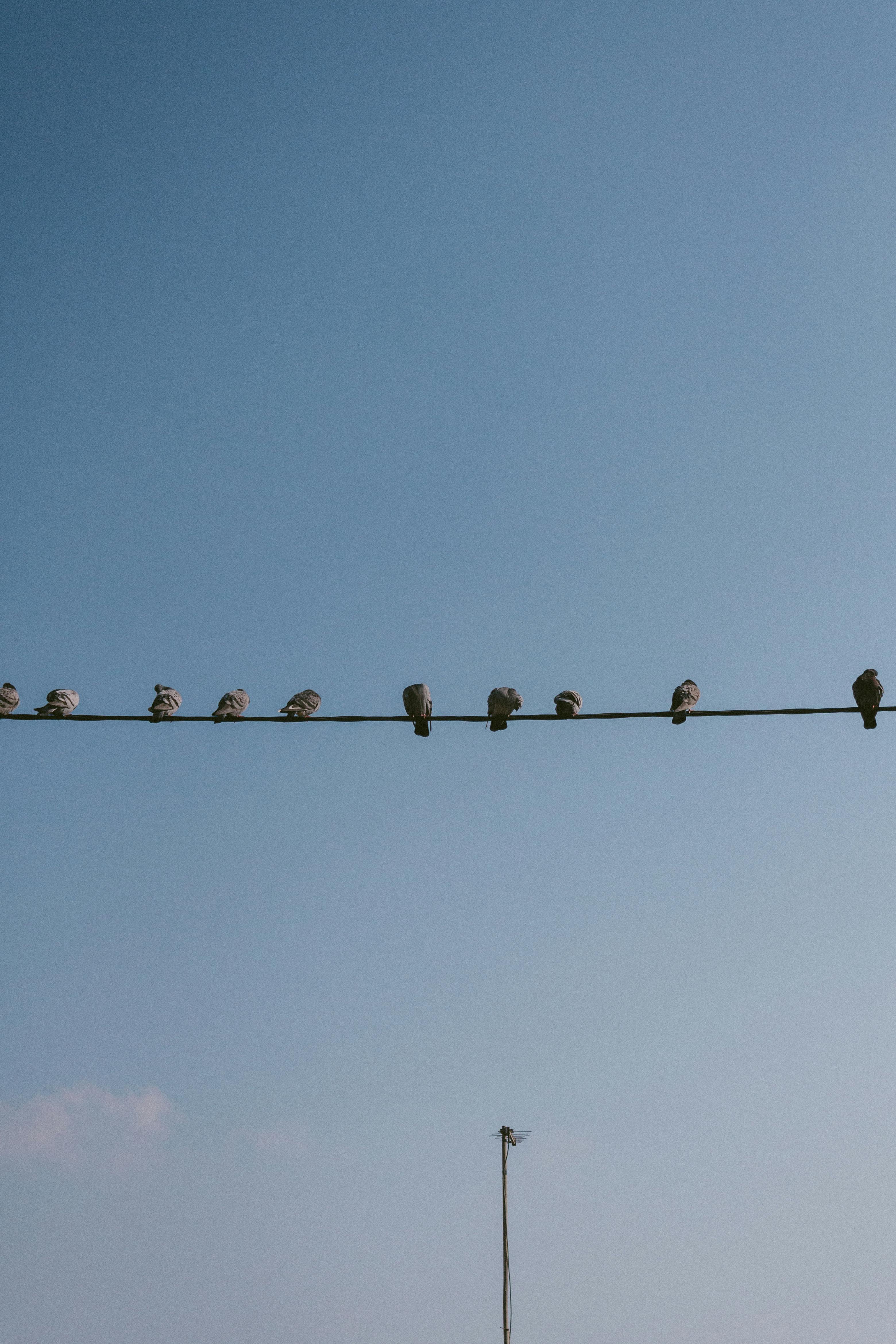 Birds on the Electricity Line · Free Stock Photo