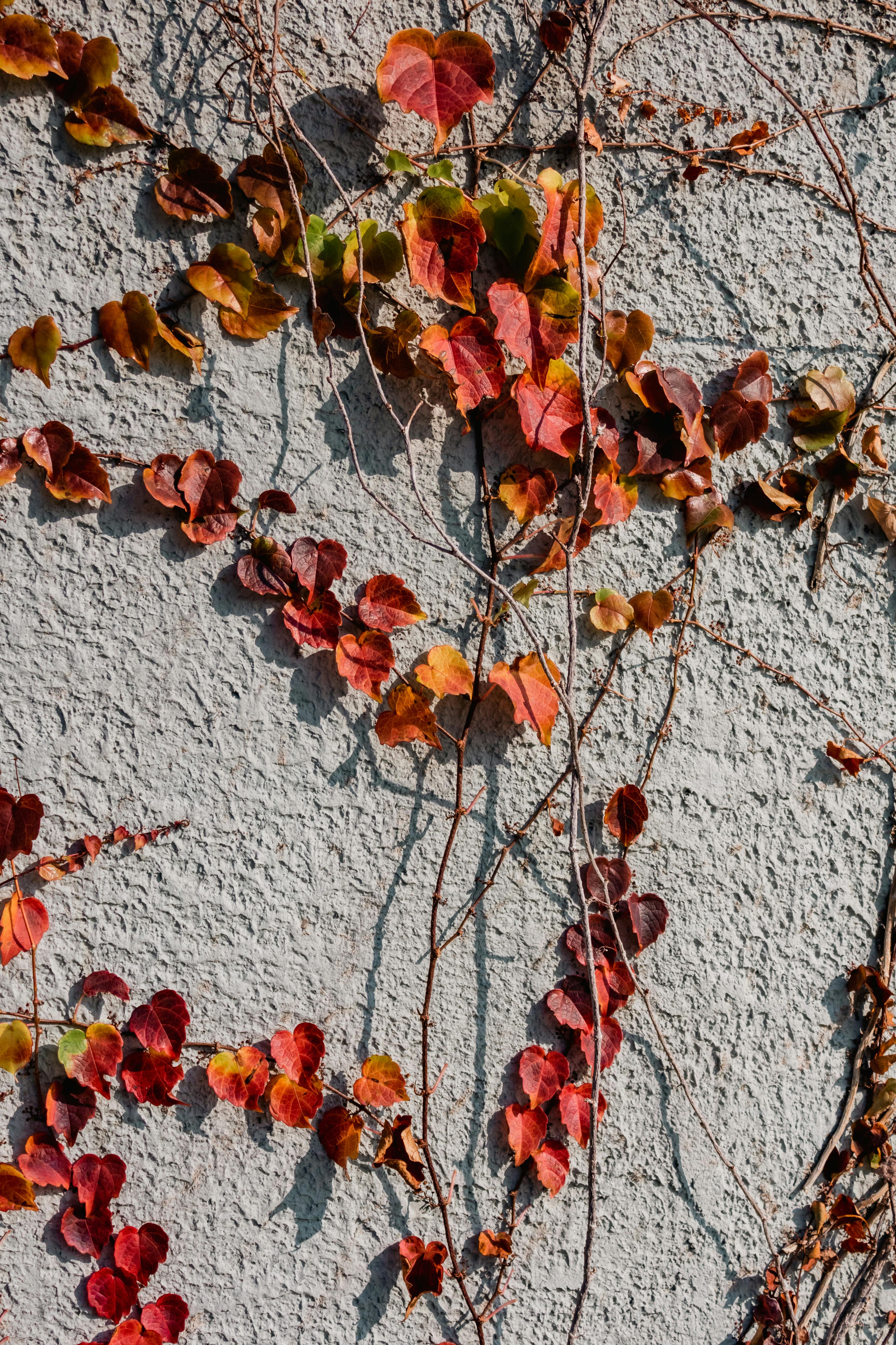 Red Leaves on Brick Wall · Free Stock Photo