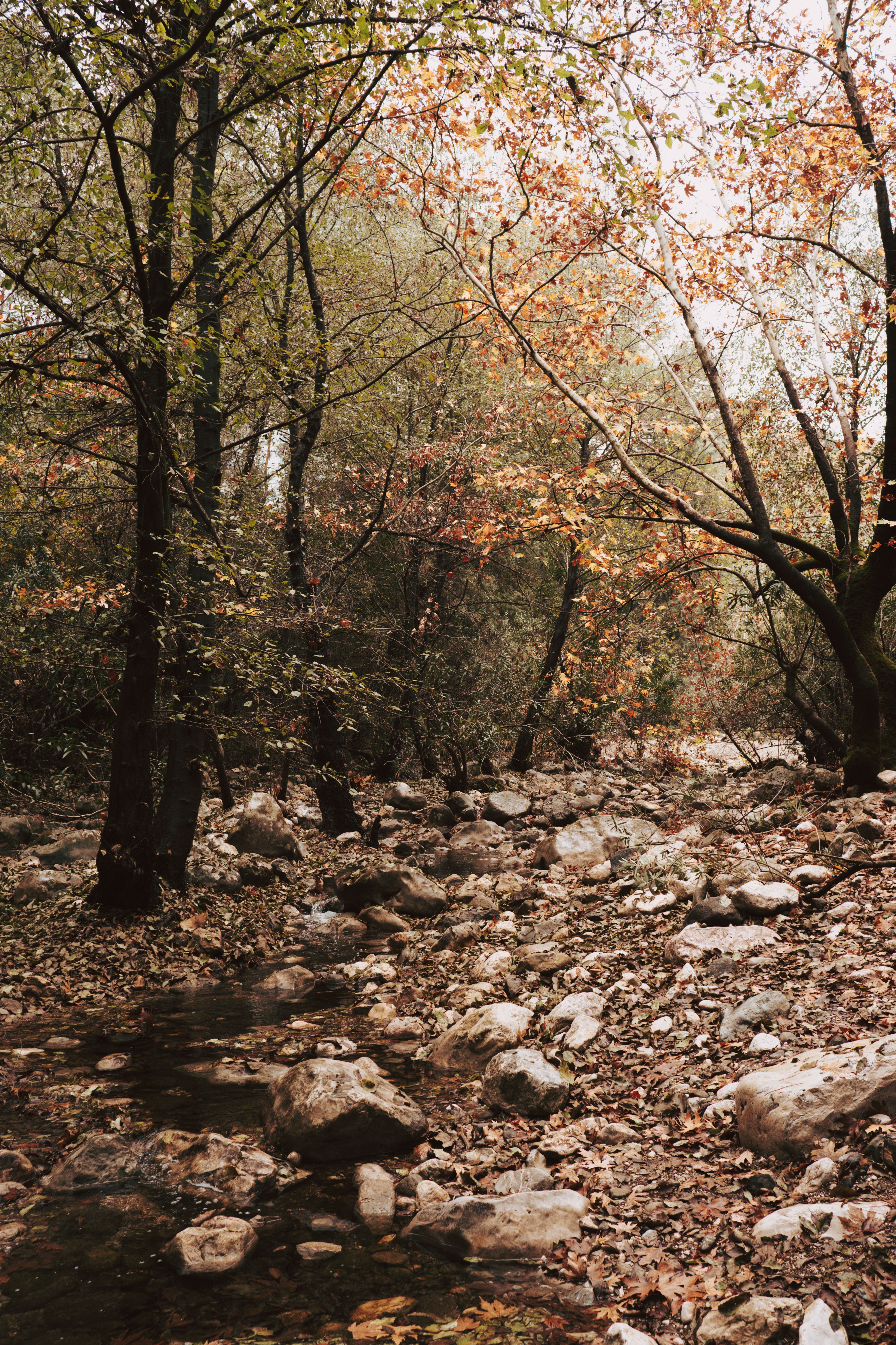 Brown Trees Near Stairs · Free Stock Photo