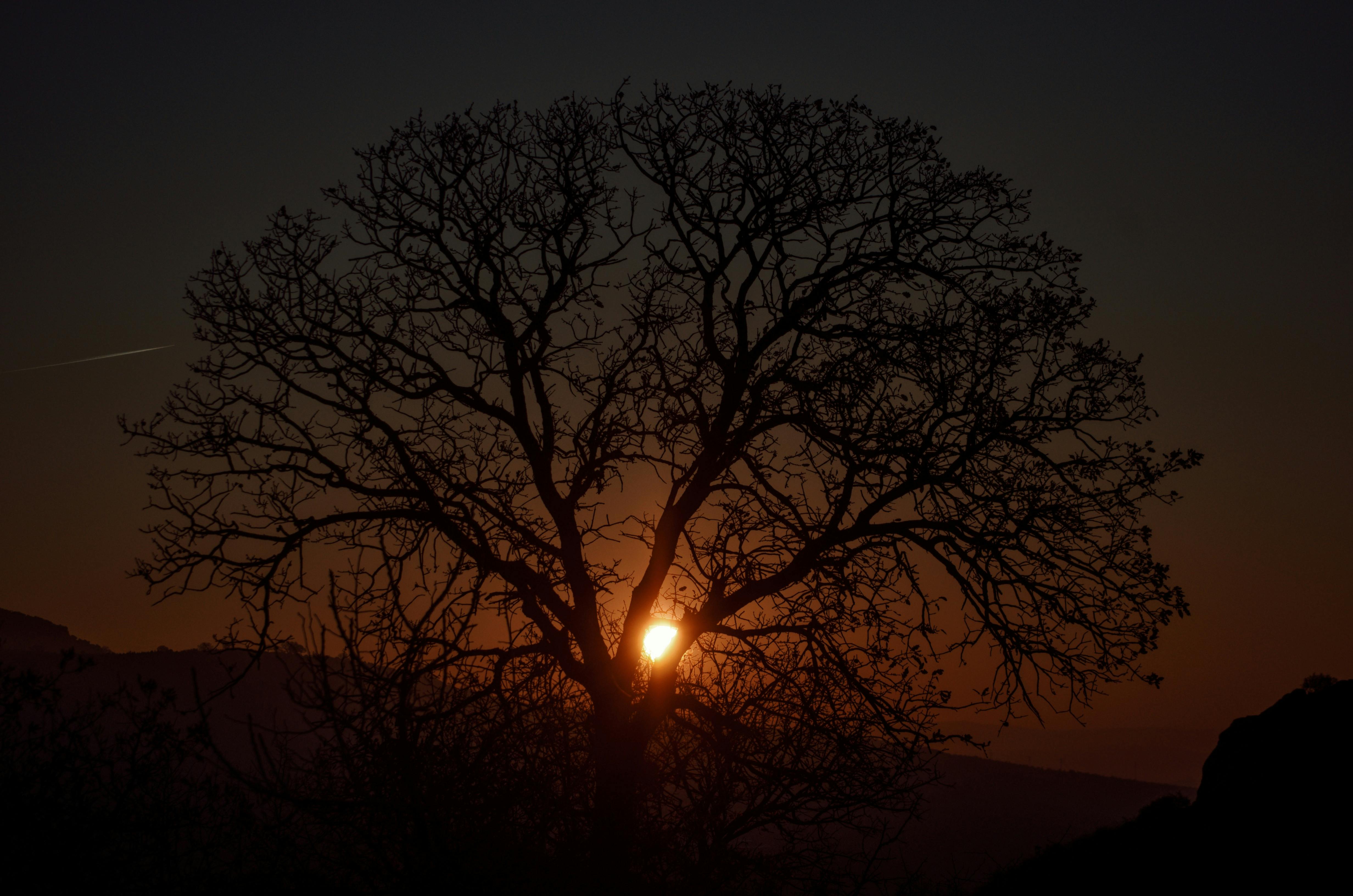 Leafless Trees During Sunset · Free Stock Photo