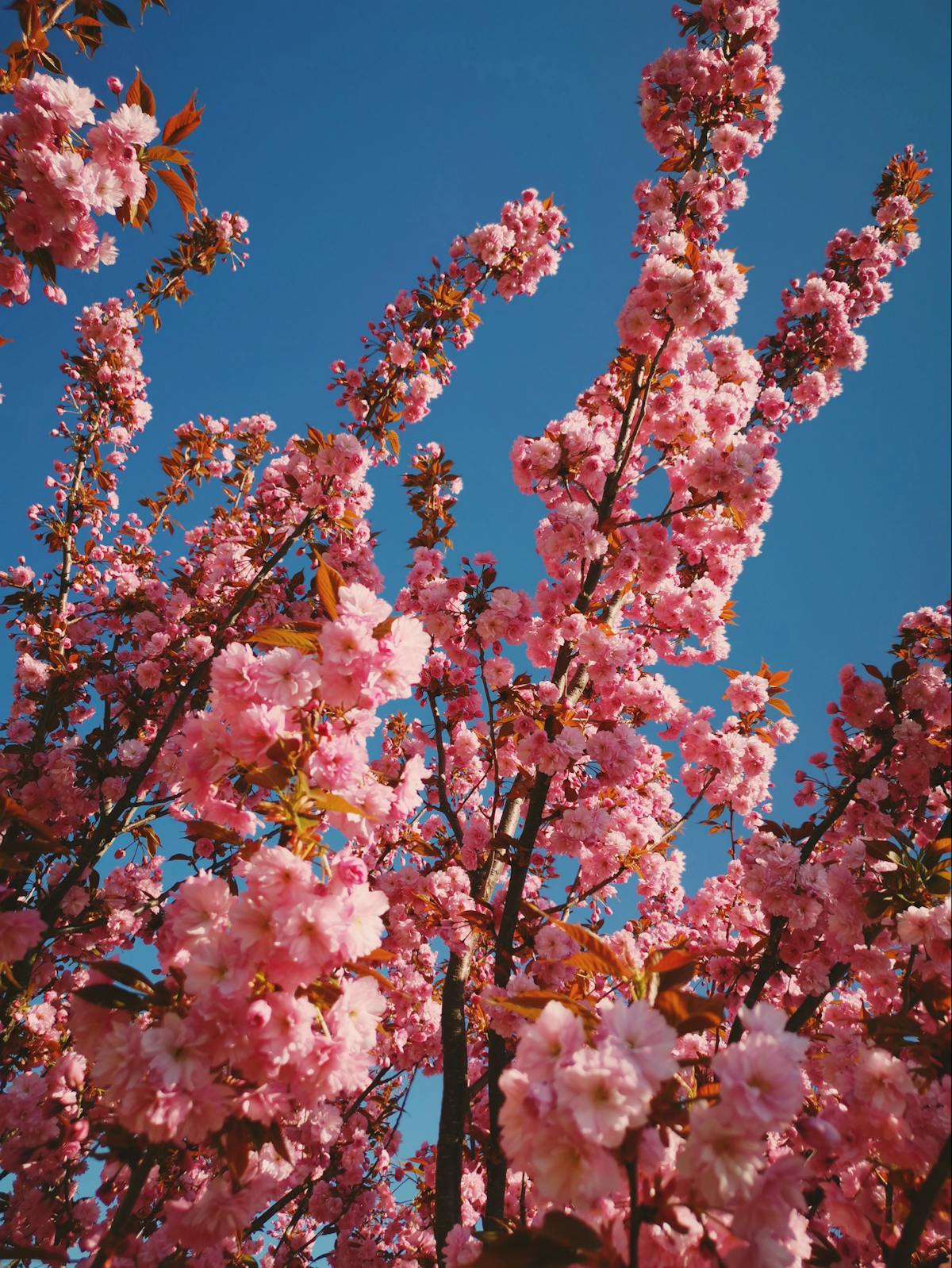 Cherry Blo Photos, Download The BEST Free Cherry Blo Stock Photos & HD ...