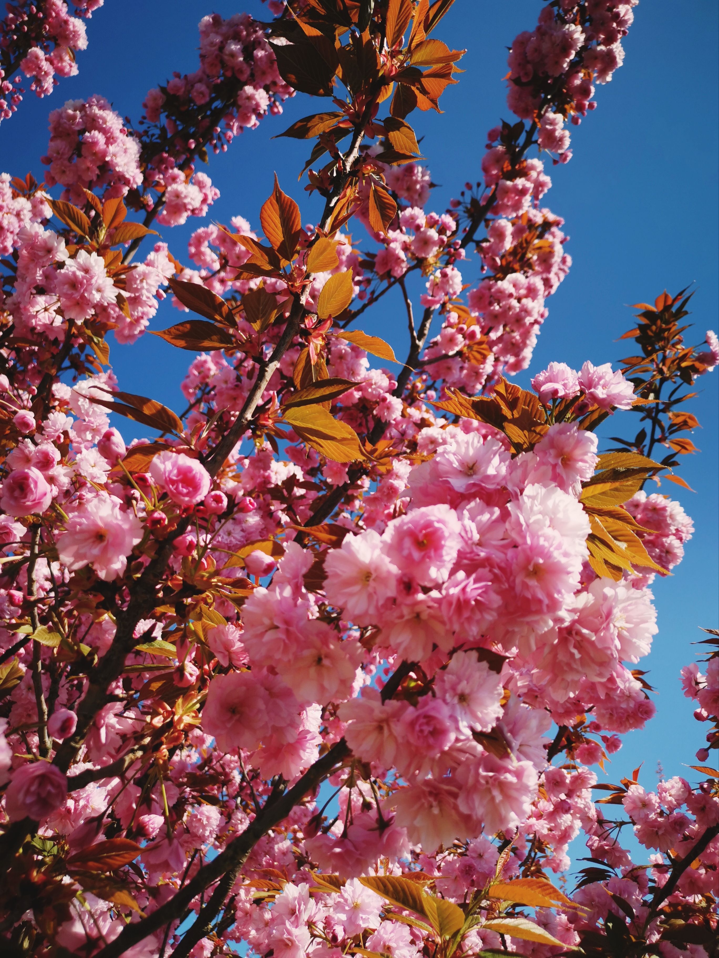 A Tree in Spring · Free Stock Photo