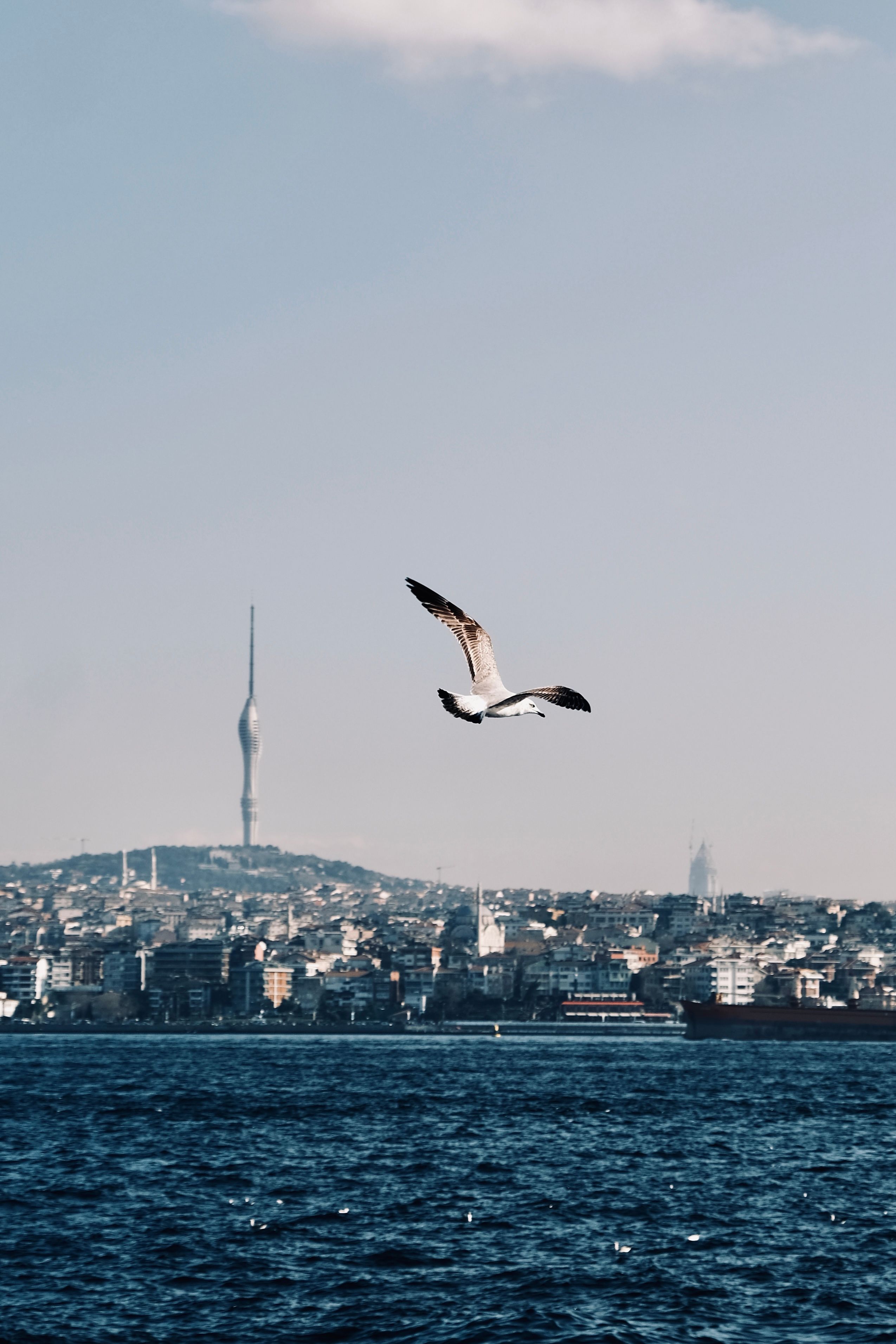 A Seagull Flying over the Sea · Free Stock Photo