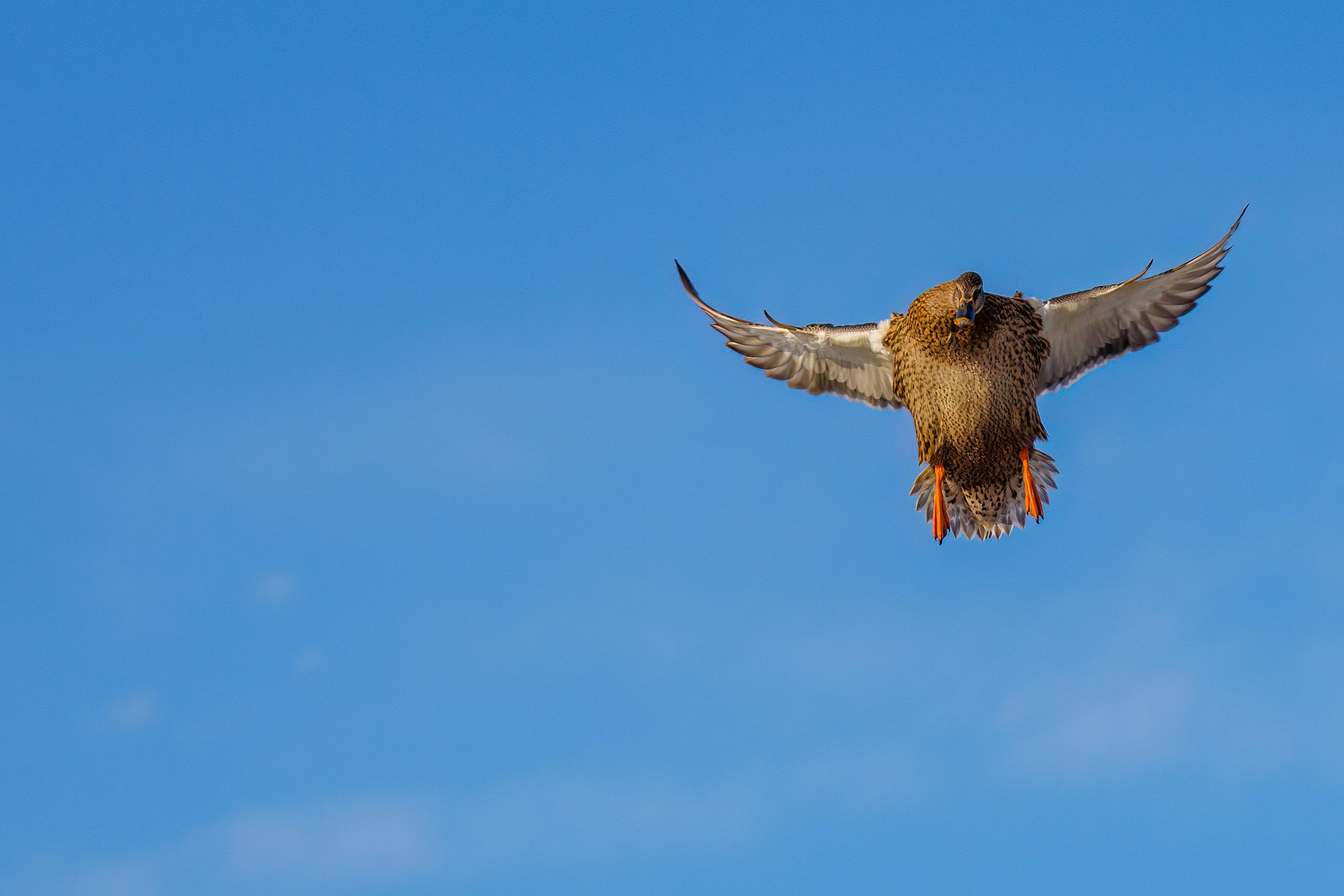 Mallard Duck Flying in the Blue Sky · Free Stock Photo