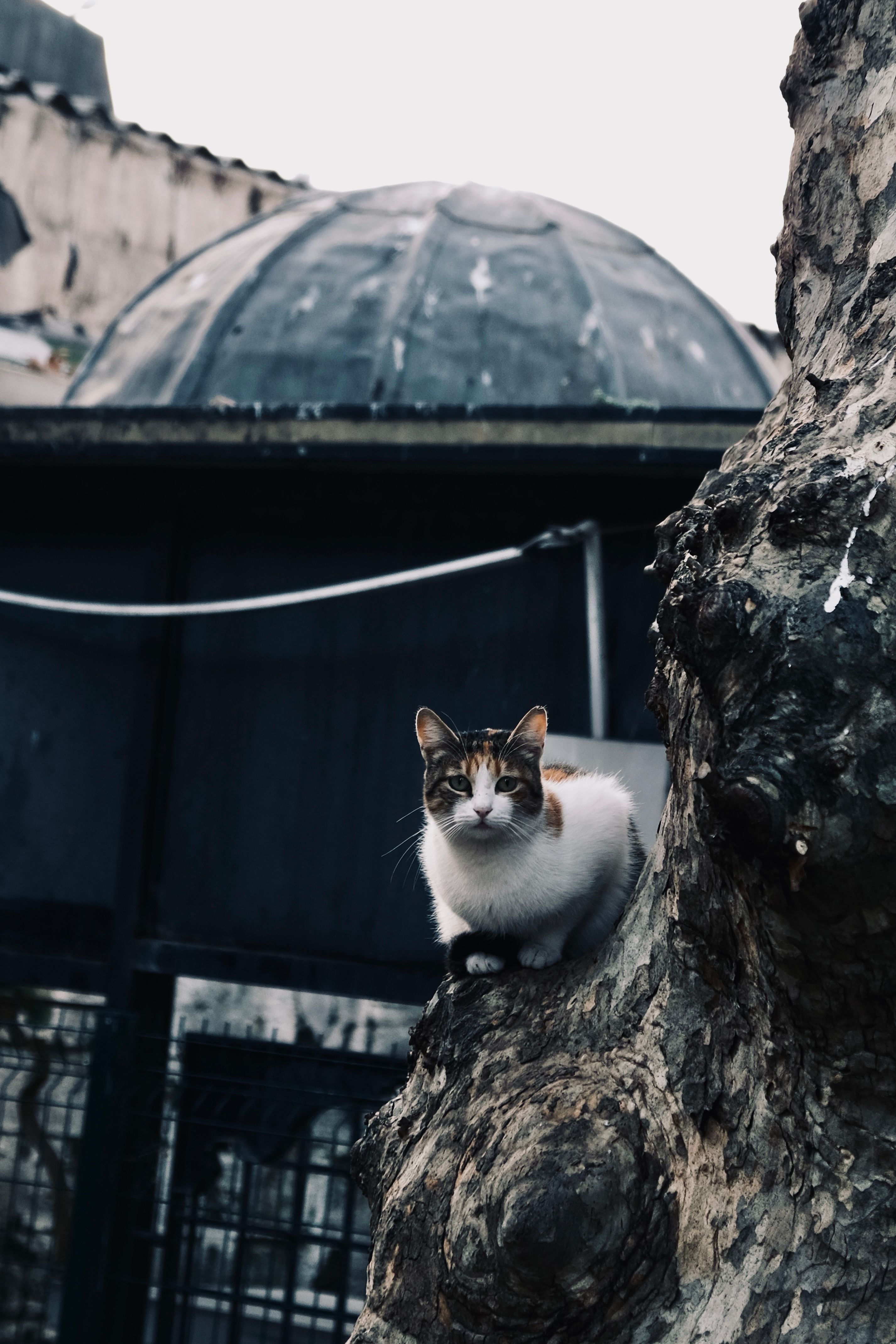 Gato Background Photos, Download The BEST Free Gato Background Stock ...