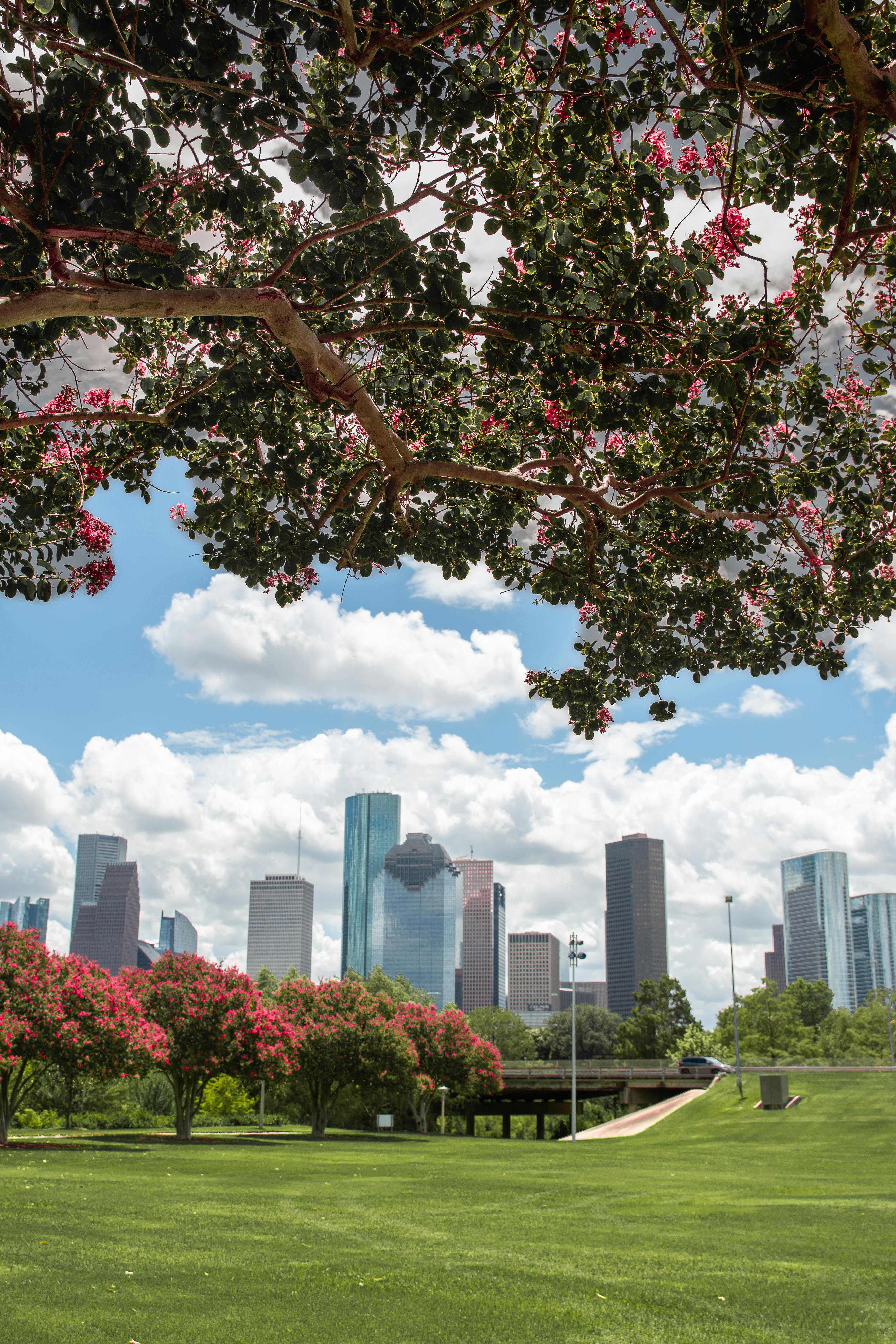 Spring In Houston Texas Photos, Download The BEST Free Spring In ...