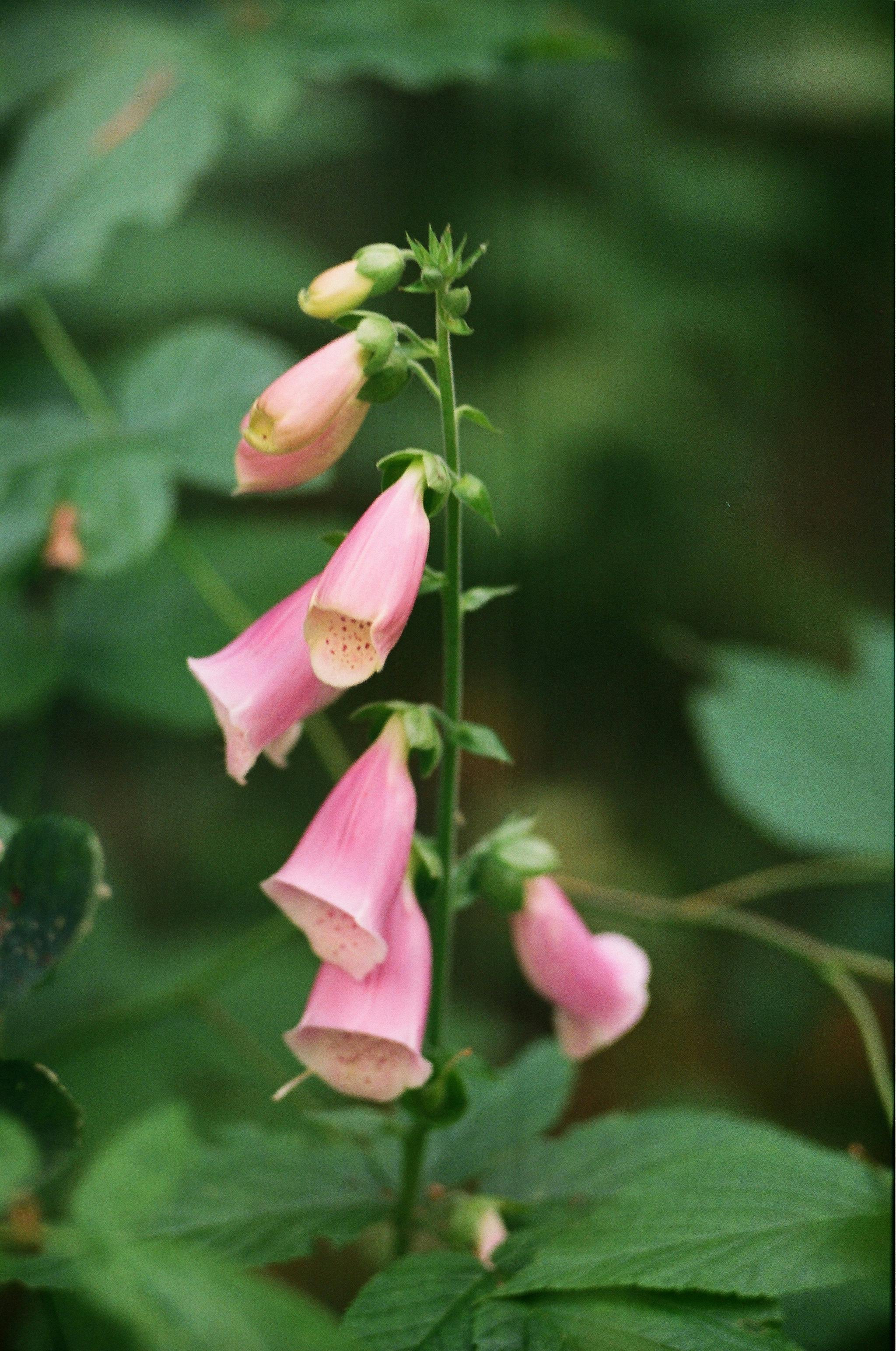 Plant Dashboard Photos, Download The BEST Free Plant Dashboard Stock ...