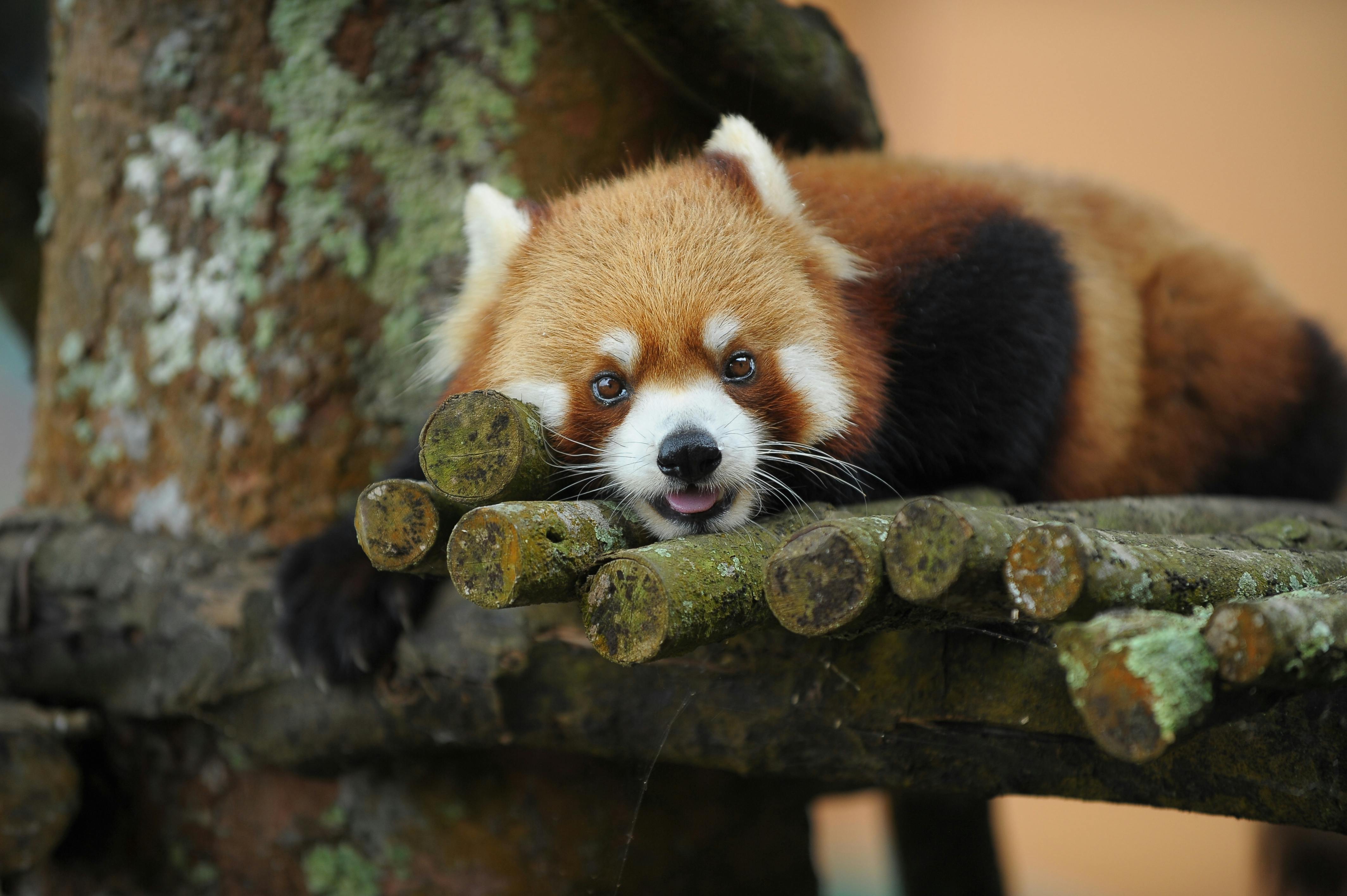 Close-Up Shot of a Red Panda · Free Stock Photo
