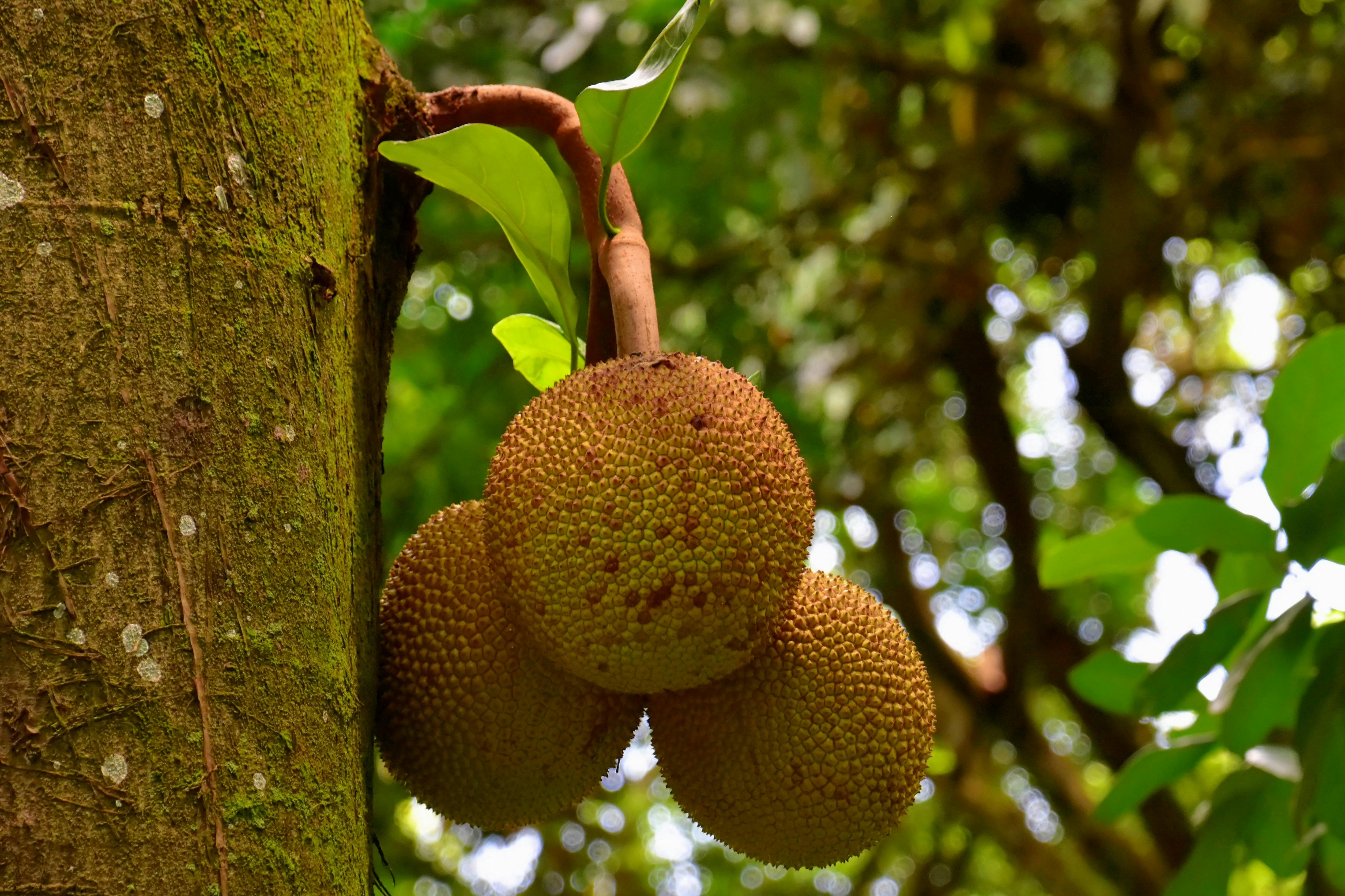Jackfruits Growing on Tree · Free Stock Photo