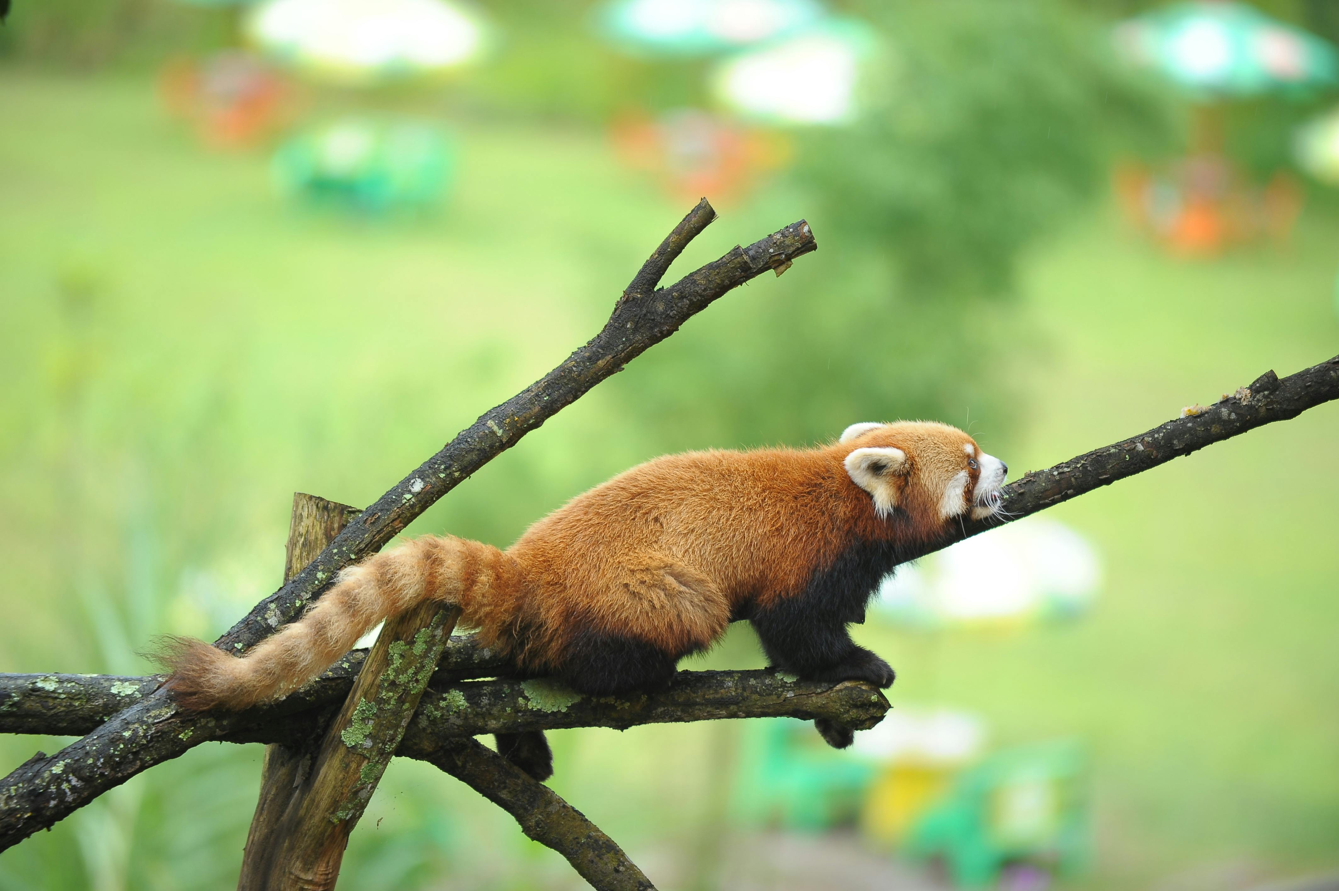 Photo of Red Panda Sleeping on Tree Branch · Free Stock Photo