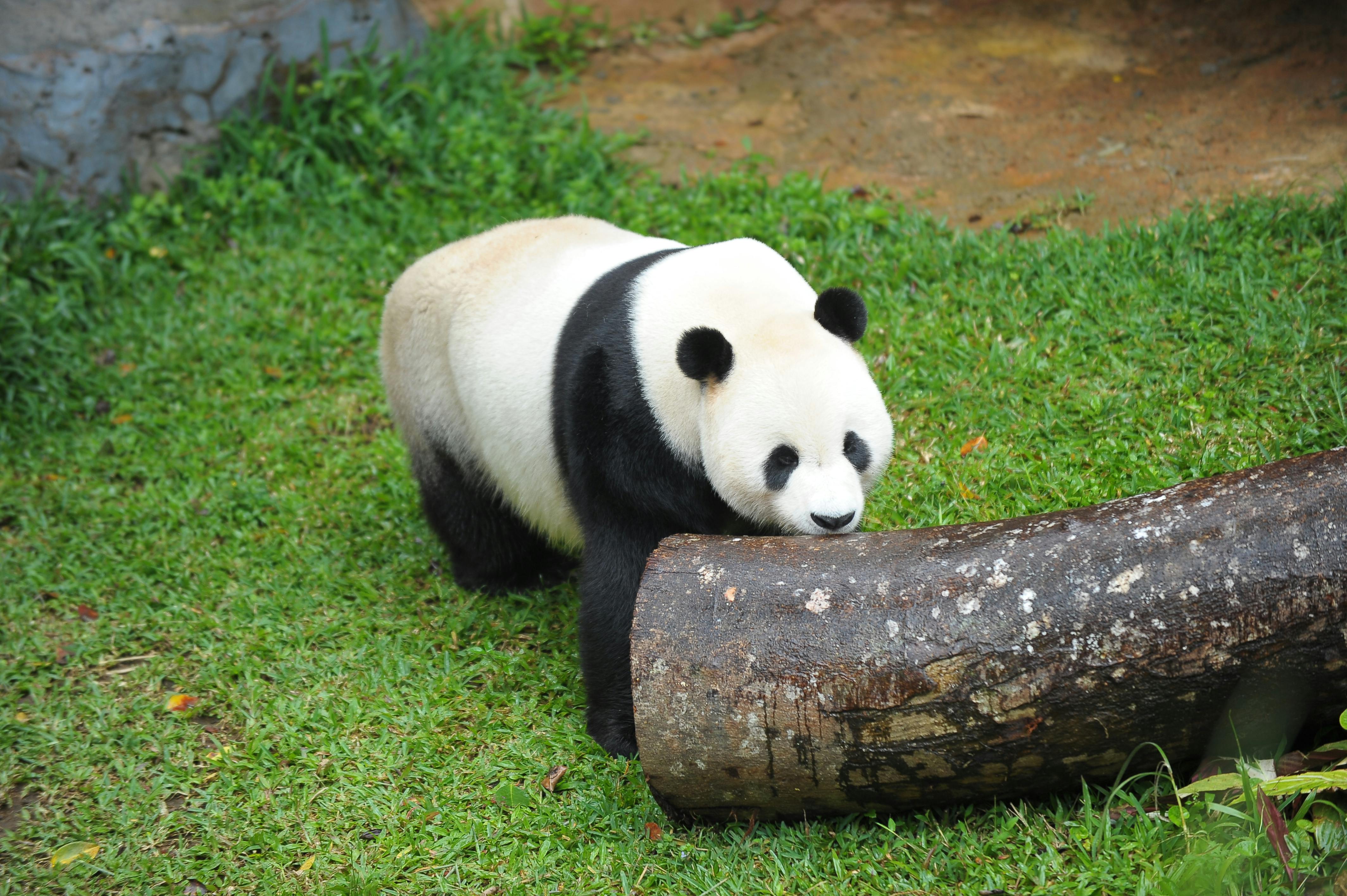 Panda Log Photos, Download The BEST Free Panda Log Stock Photos & HD Images