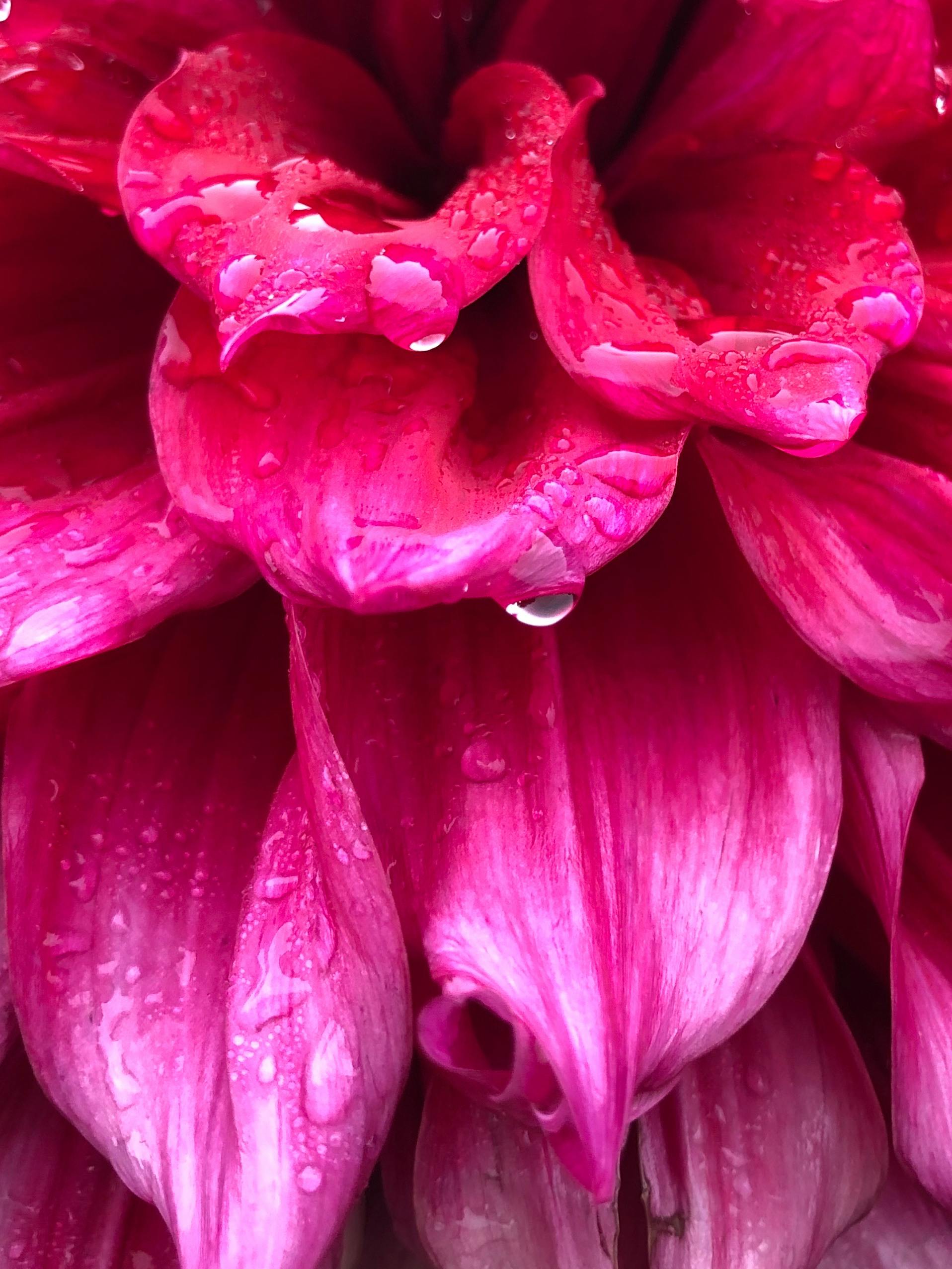 Jennifer Victor-Larsen - Photography