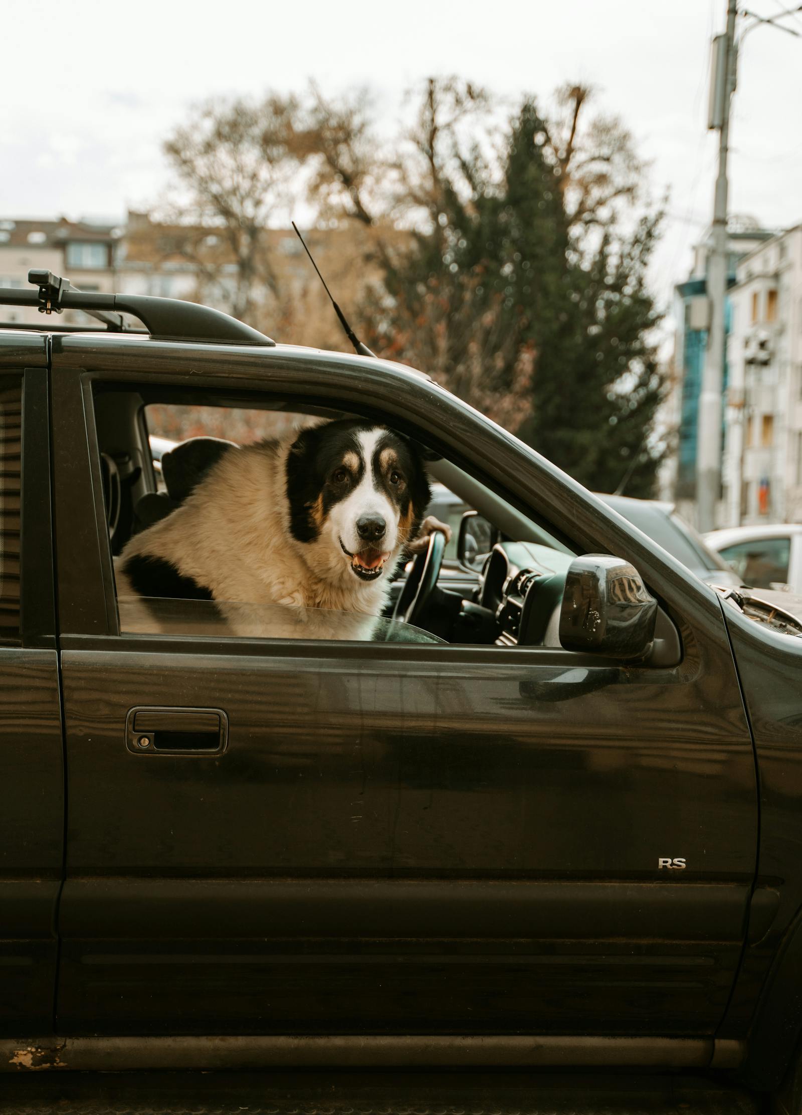 Dog In Car Photos, Download The BEST Free Dog In Car Stock Photos & HD ...