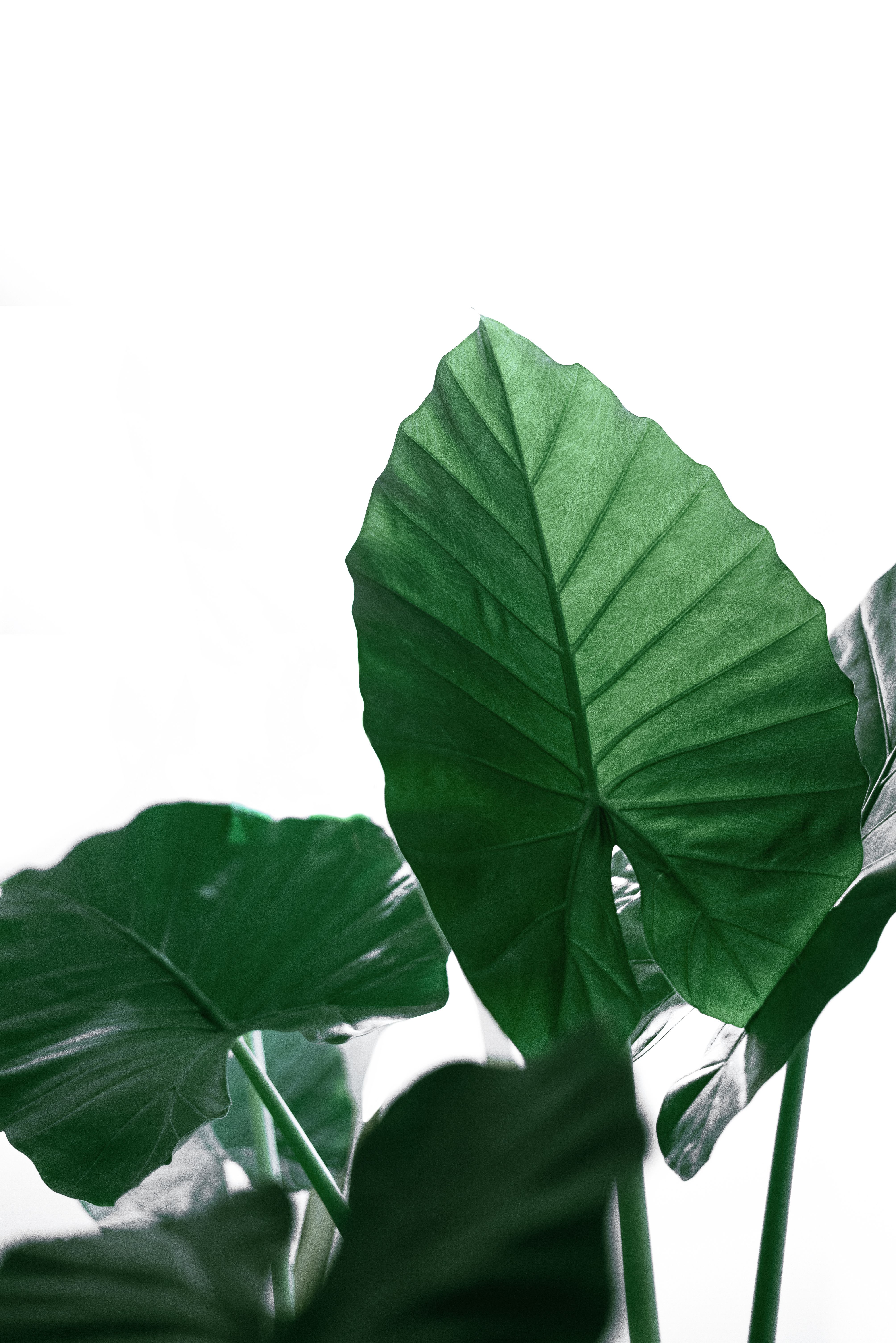 Vegitable Photos, Download The BEST Free Vegitable Stock Photos & HD Images