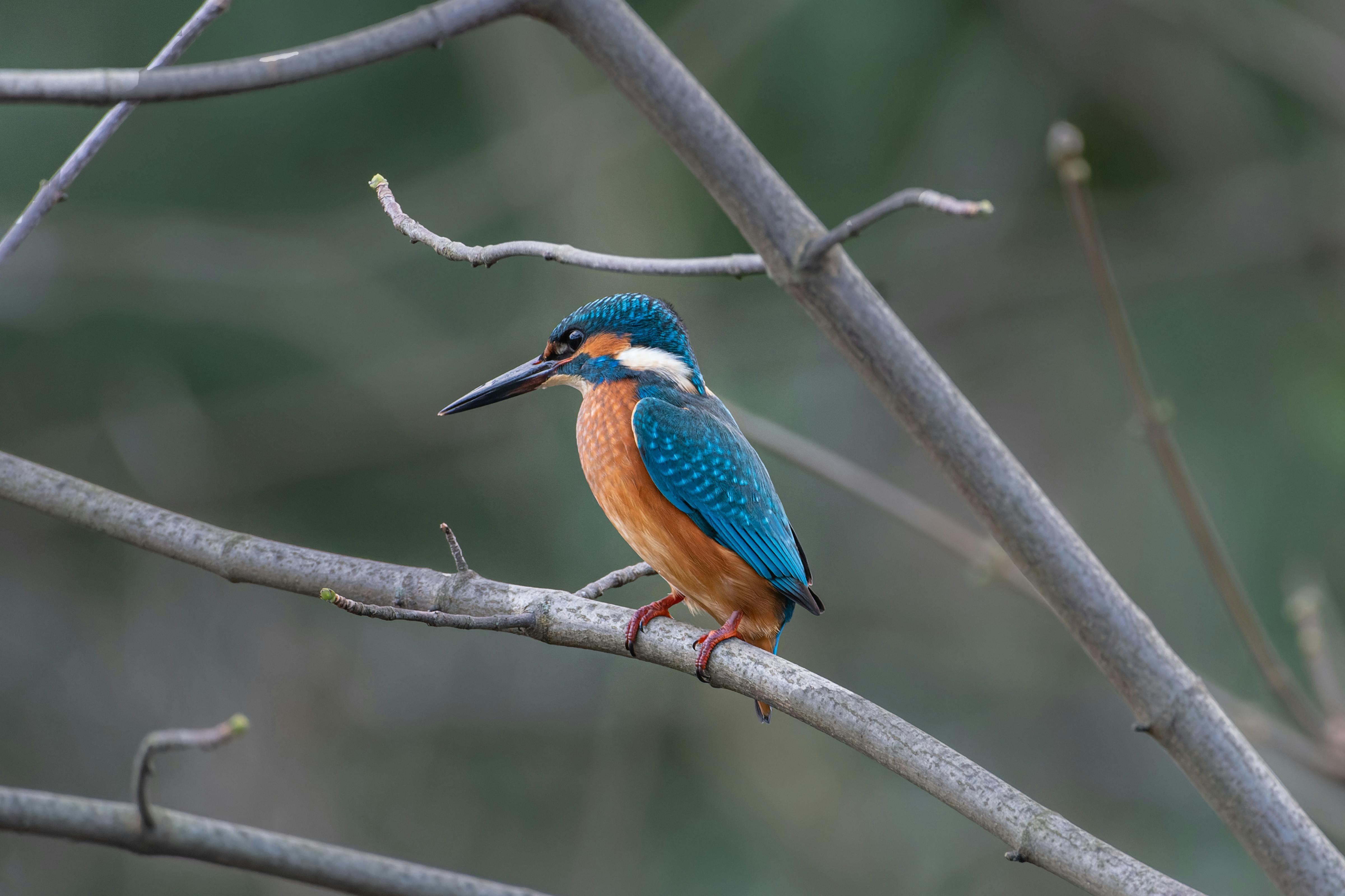 Close-up of Bird Perching on Branch · Free Stock Photo