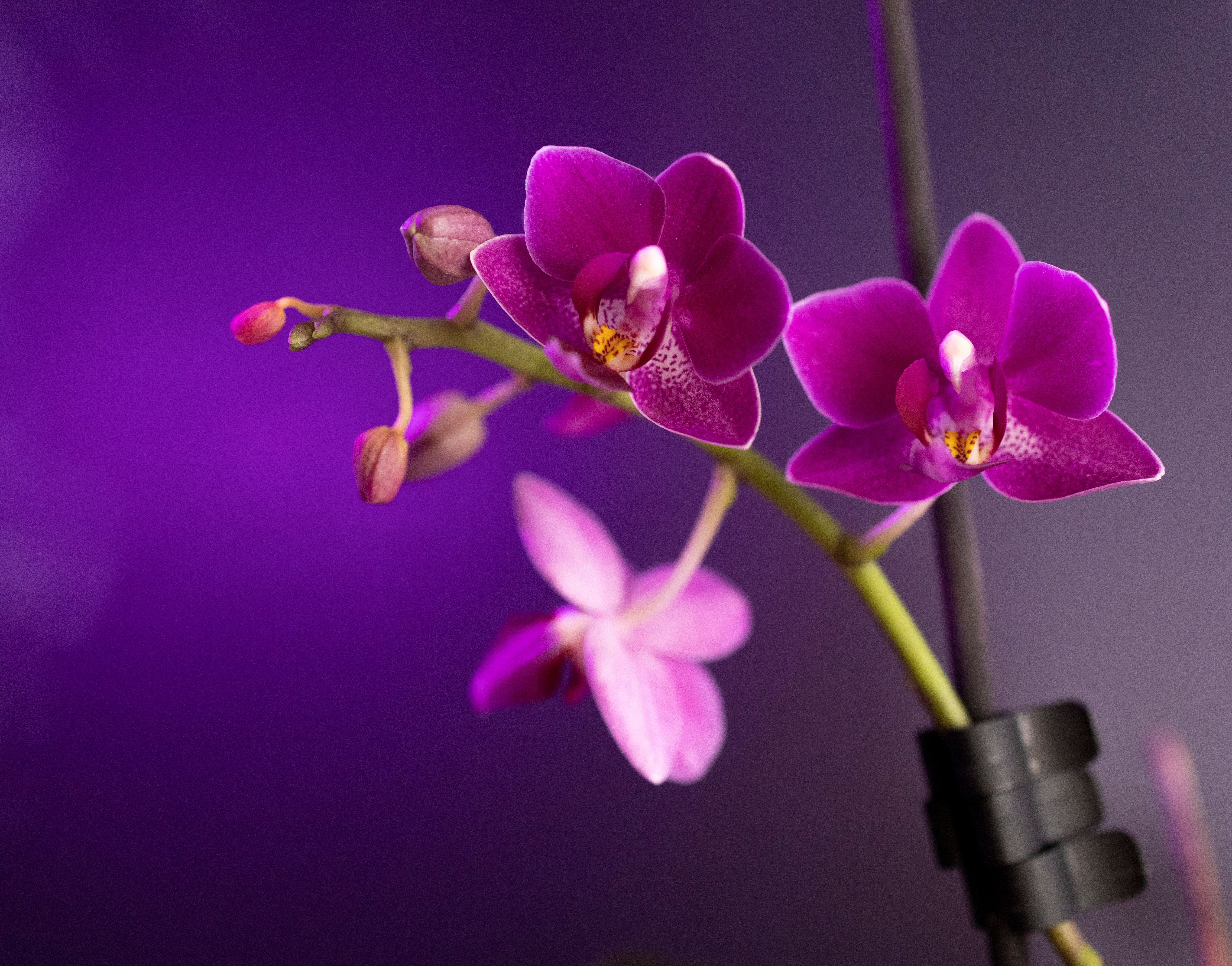 Close up of Orchid Flowers · Free Stock Photo