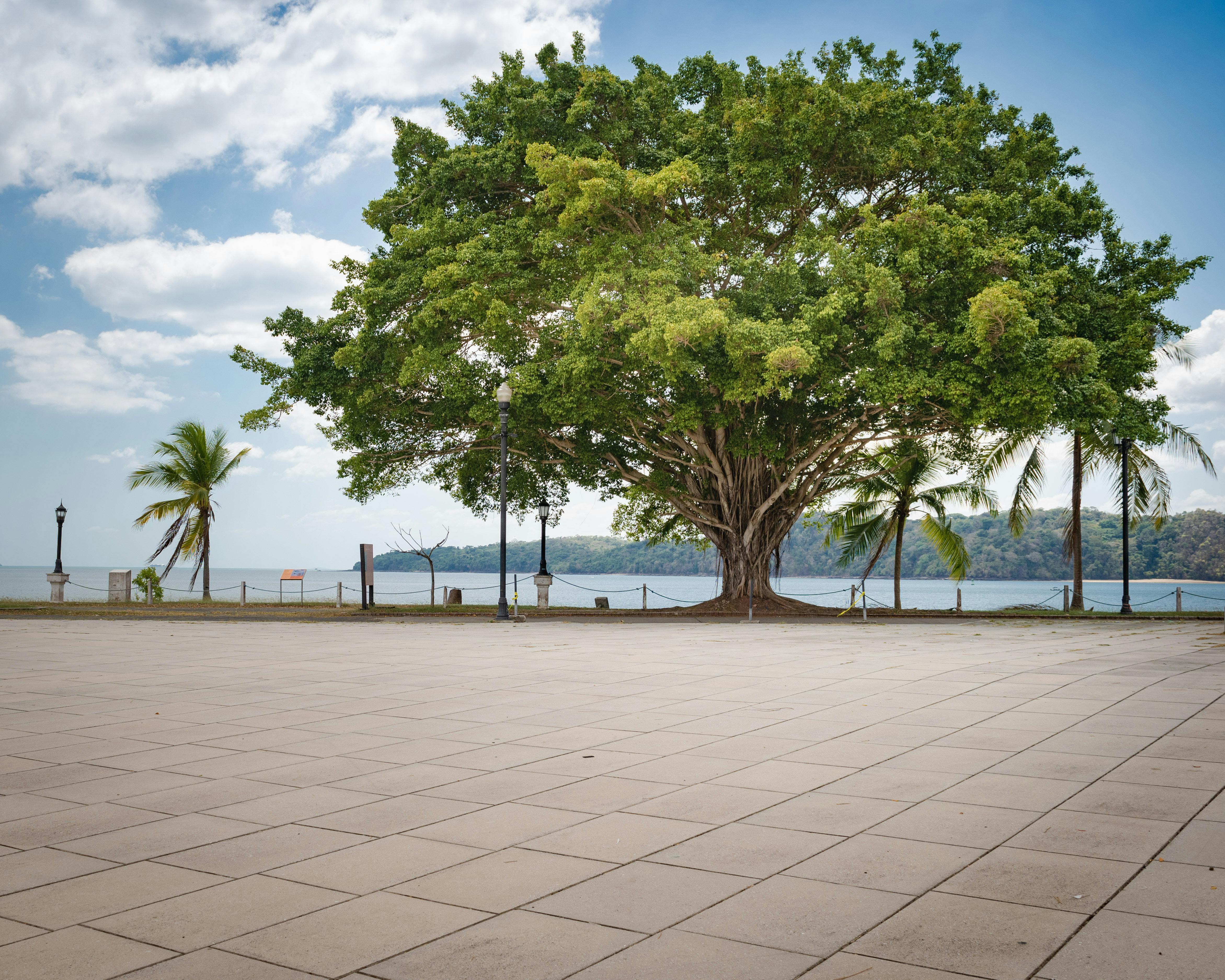 Tree in Seaside · Free Stock Photo