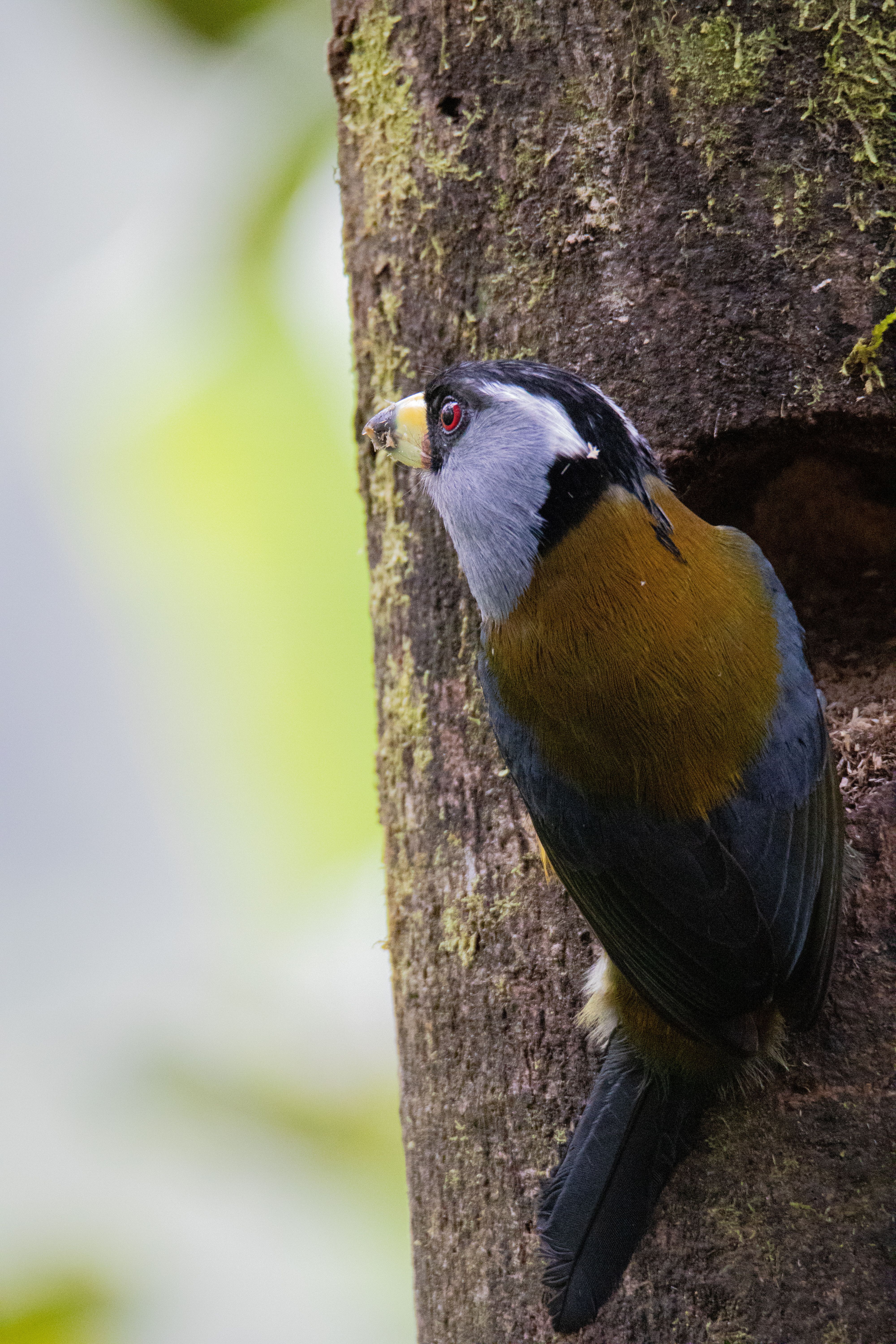Bird on Tree Bark · Free Stock Photo