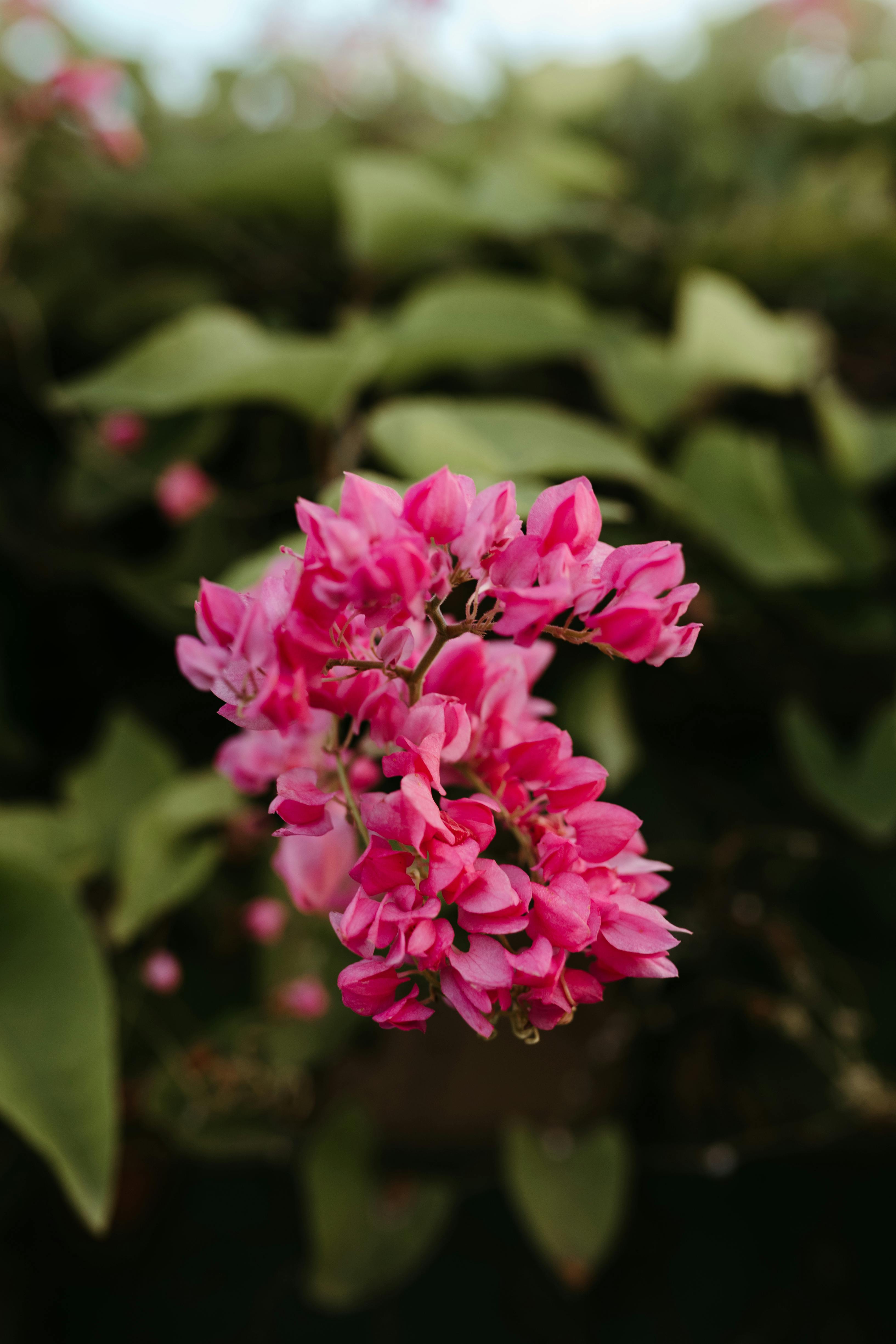 Flower Creeper Photos, Download The BEST Free Flower Creeper Stock ...