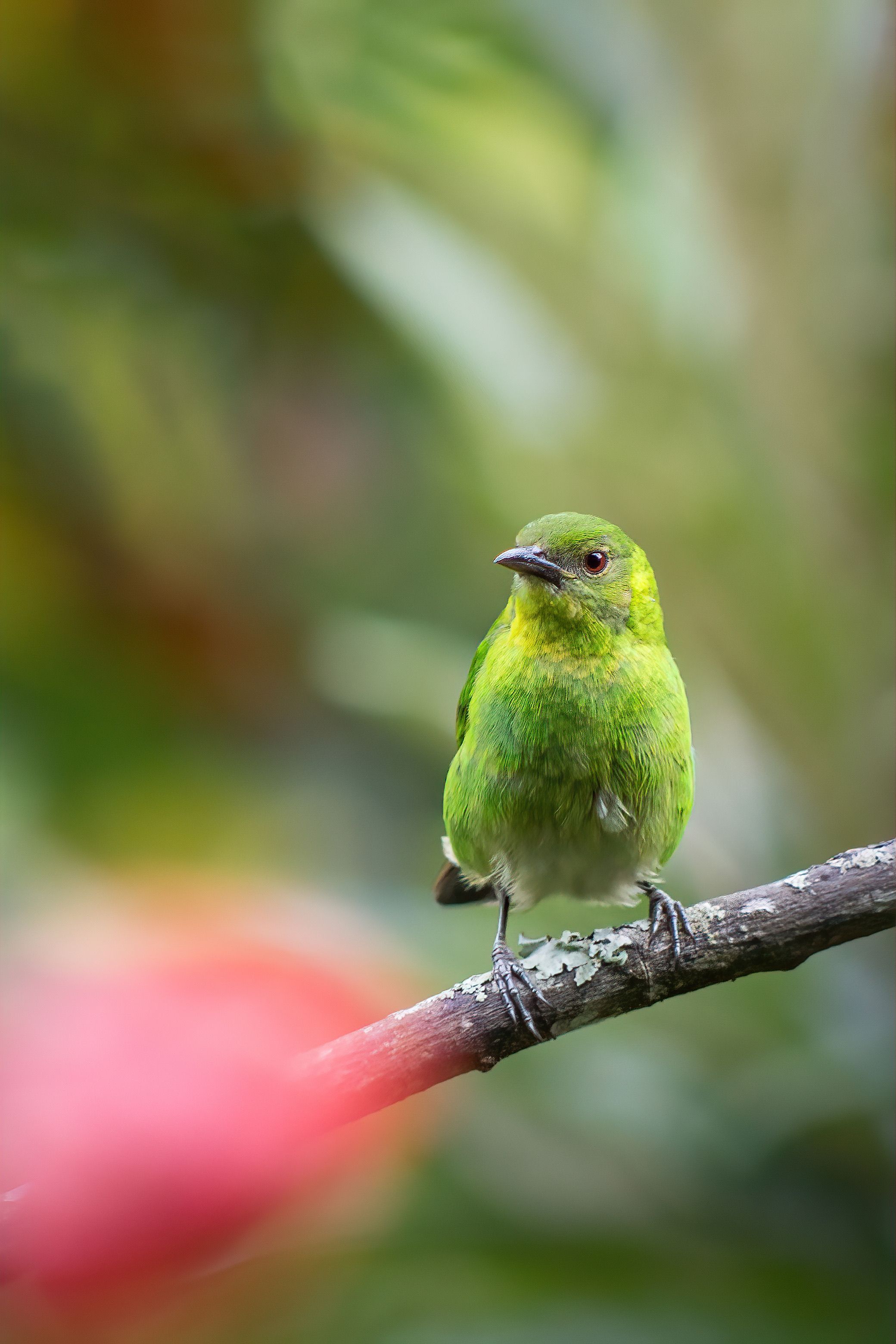 Rainforest Birds Rain Photos, Download The BEST Free Rainforest Birds ...