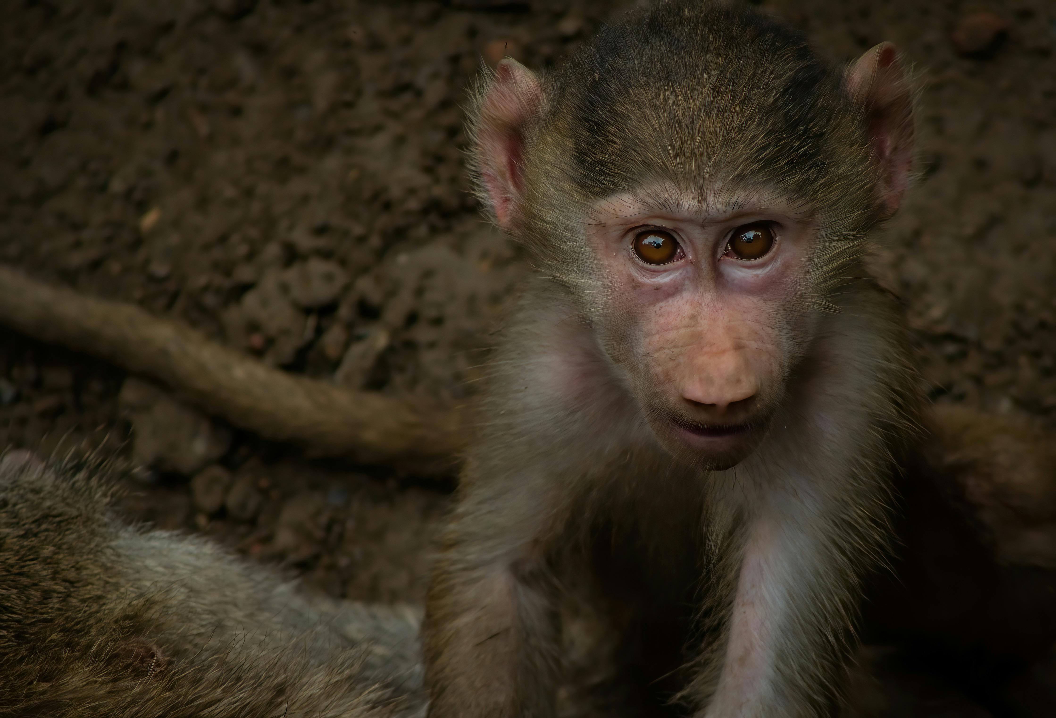 Monkey on Brown Tree Branch · Free Stock Photo