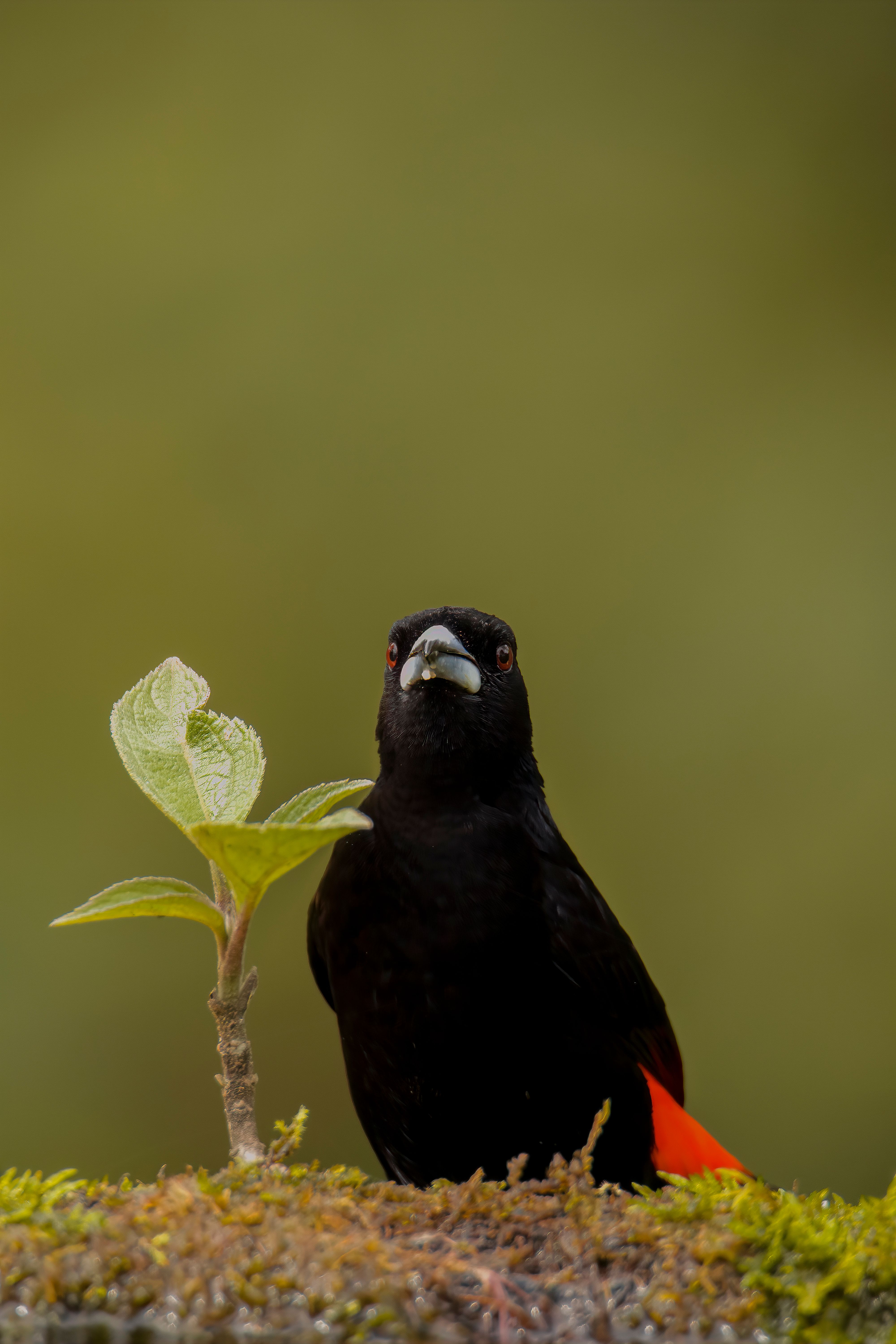 Blackbird in Close Up · Free Stock Photo