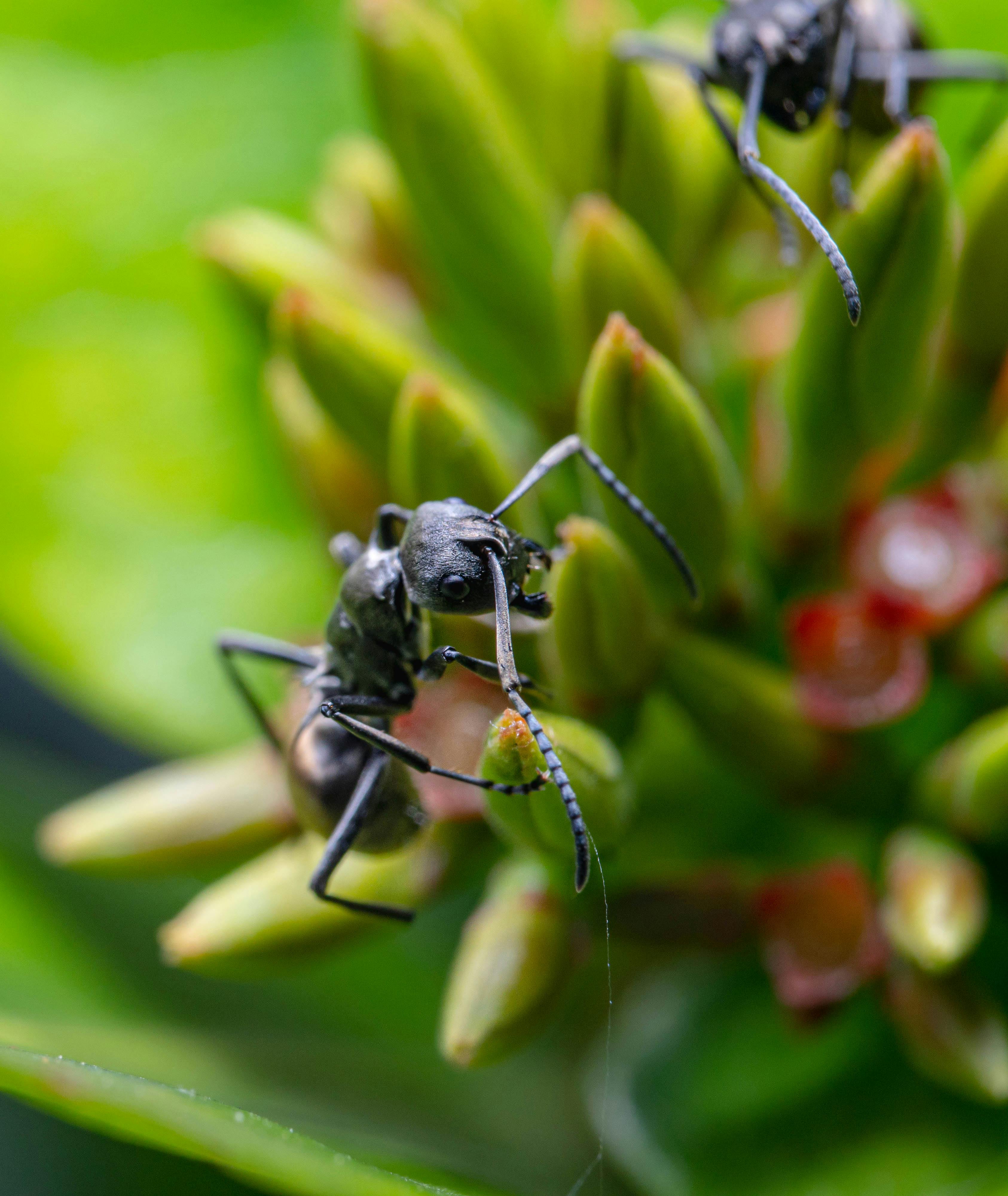 Golden-tailed Spiny Ants known as Shiny Bum Ants · Free Stock Photo