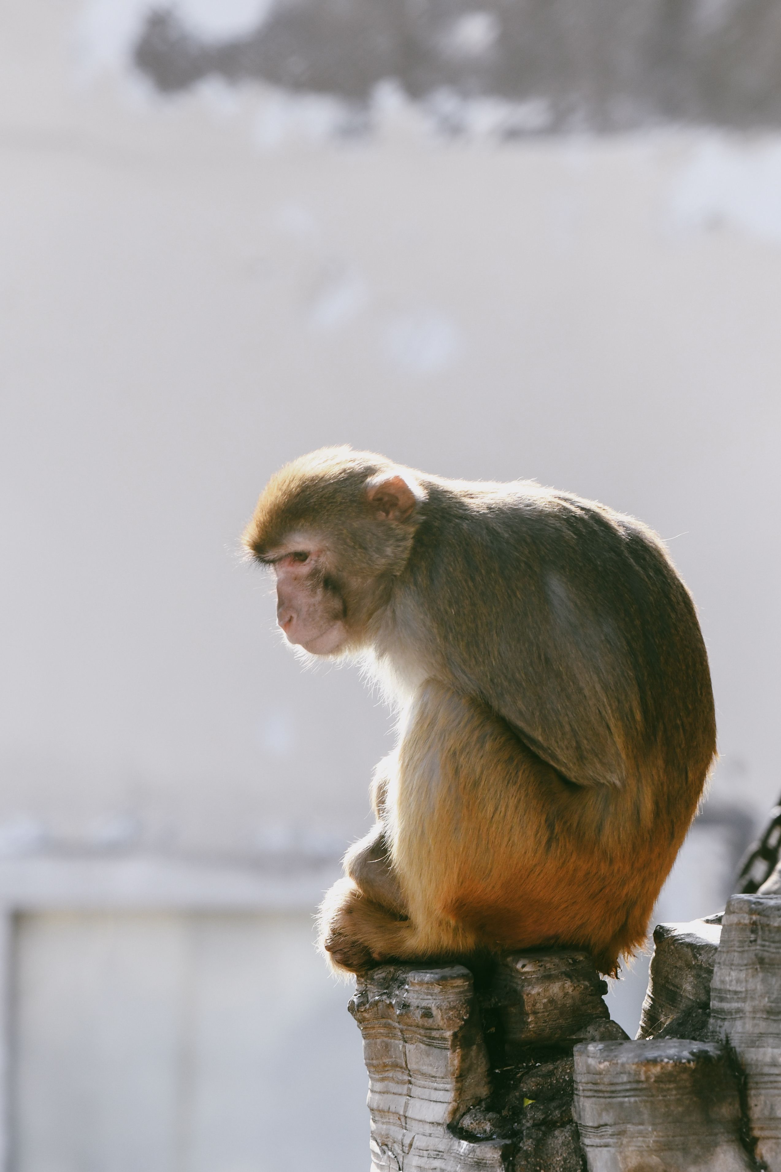 Pregnant Monkey Photos, Download The BEST Free Pregnant Monkey Stock ...