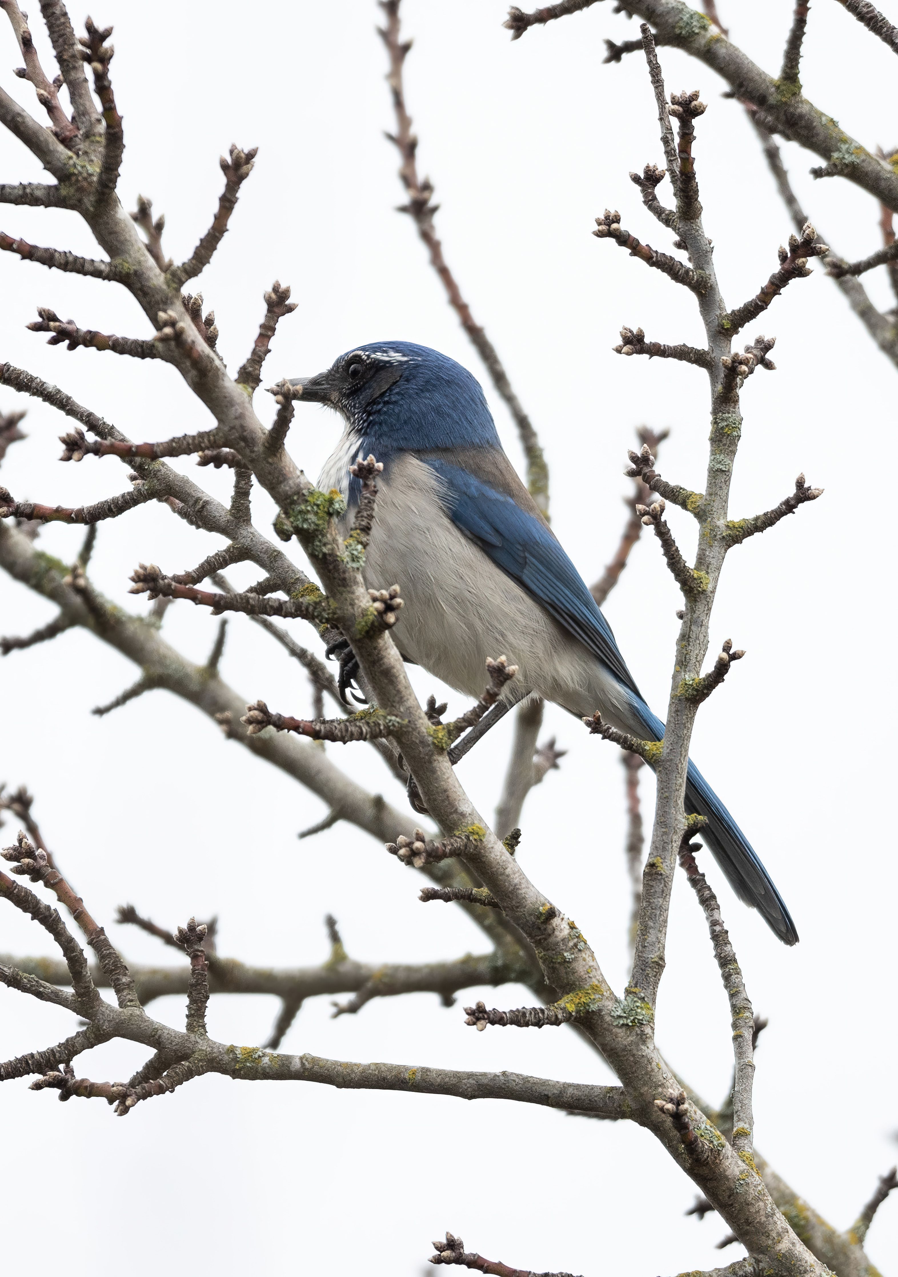 Bird on a Tree Branch · Free Stock Photo