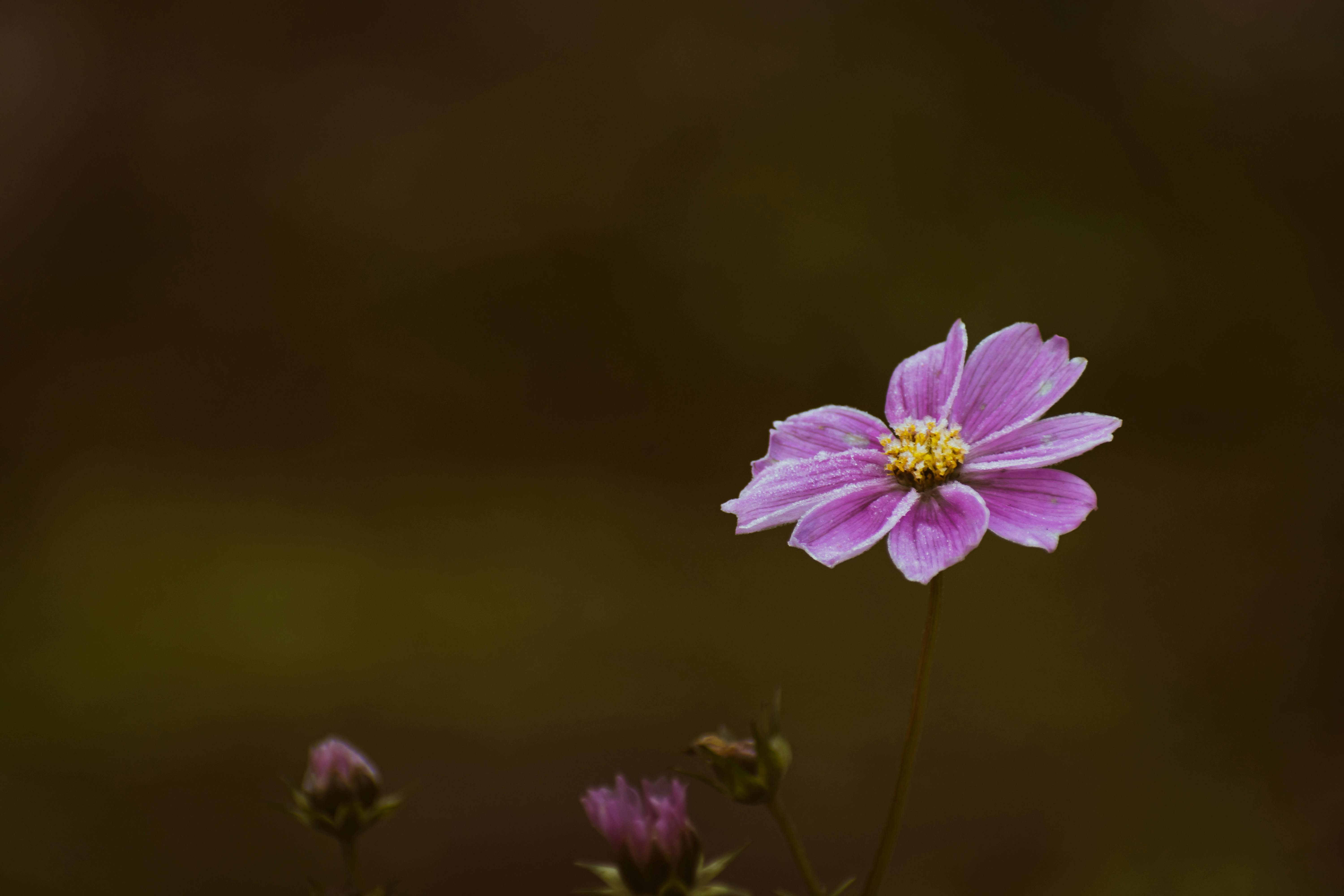 Decorative Delicate Flower · Free Stock Photo