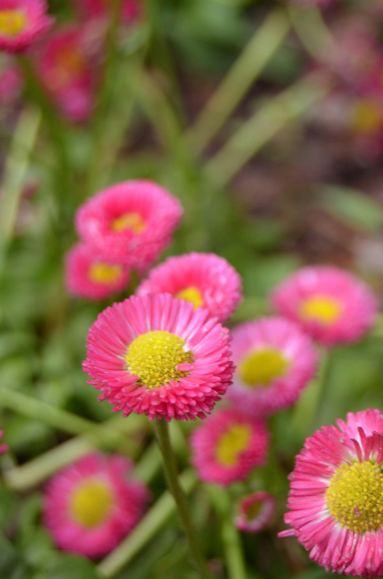 Orangle Field Photos, Download The BEST Free Orangle Field Stock Photos ...