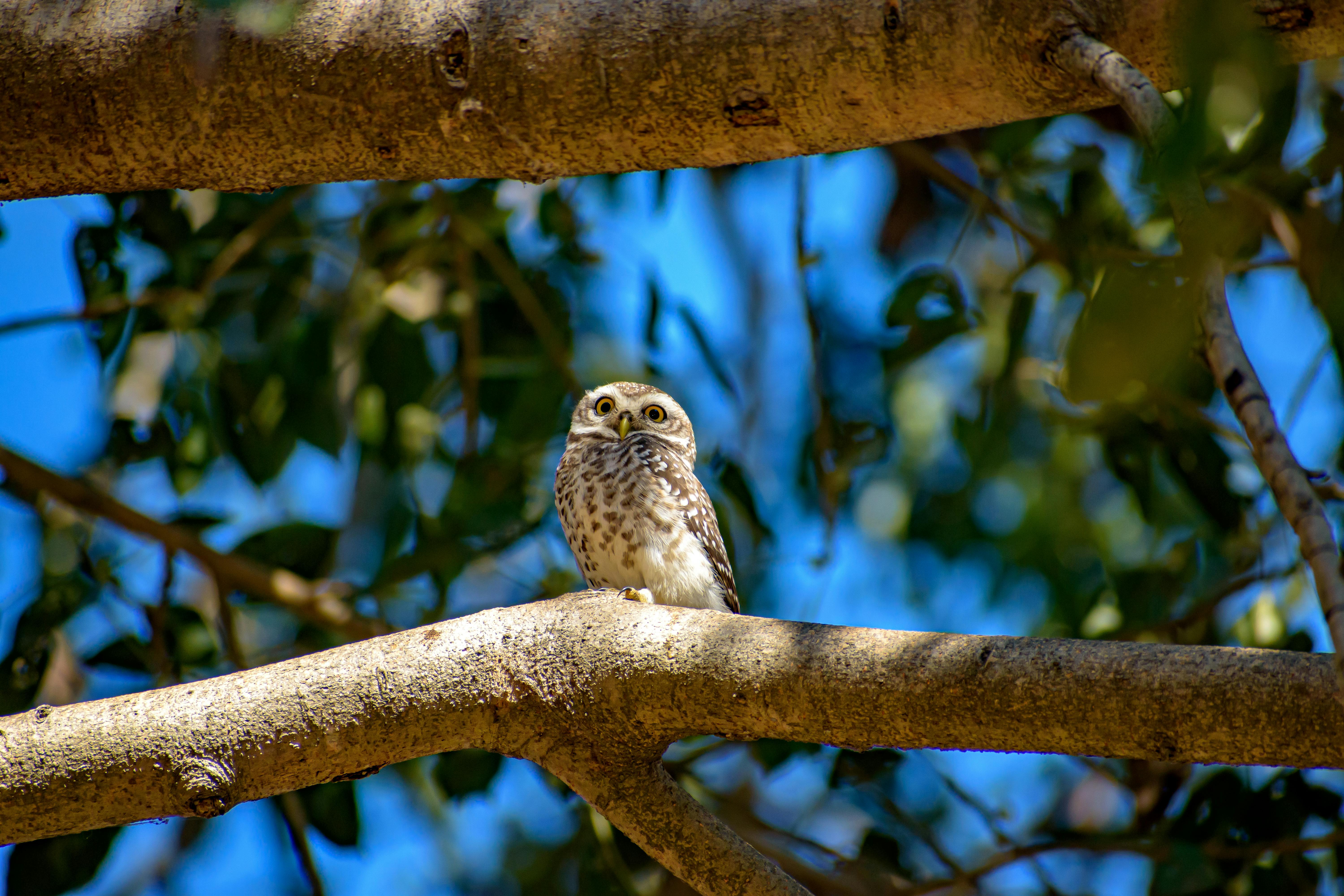 Brown Owl On Tree Branch · Free Stock Photo